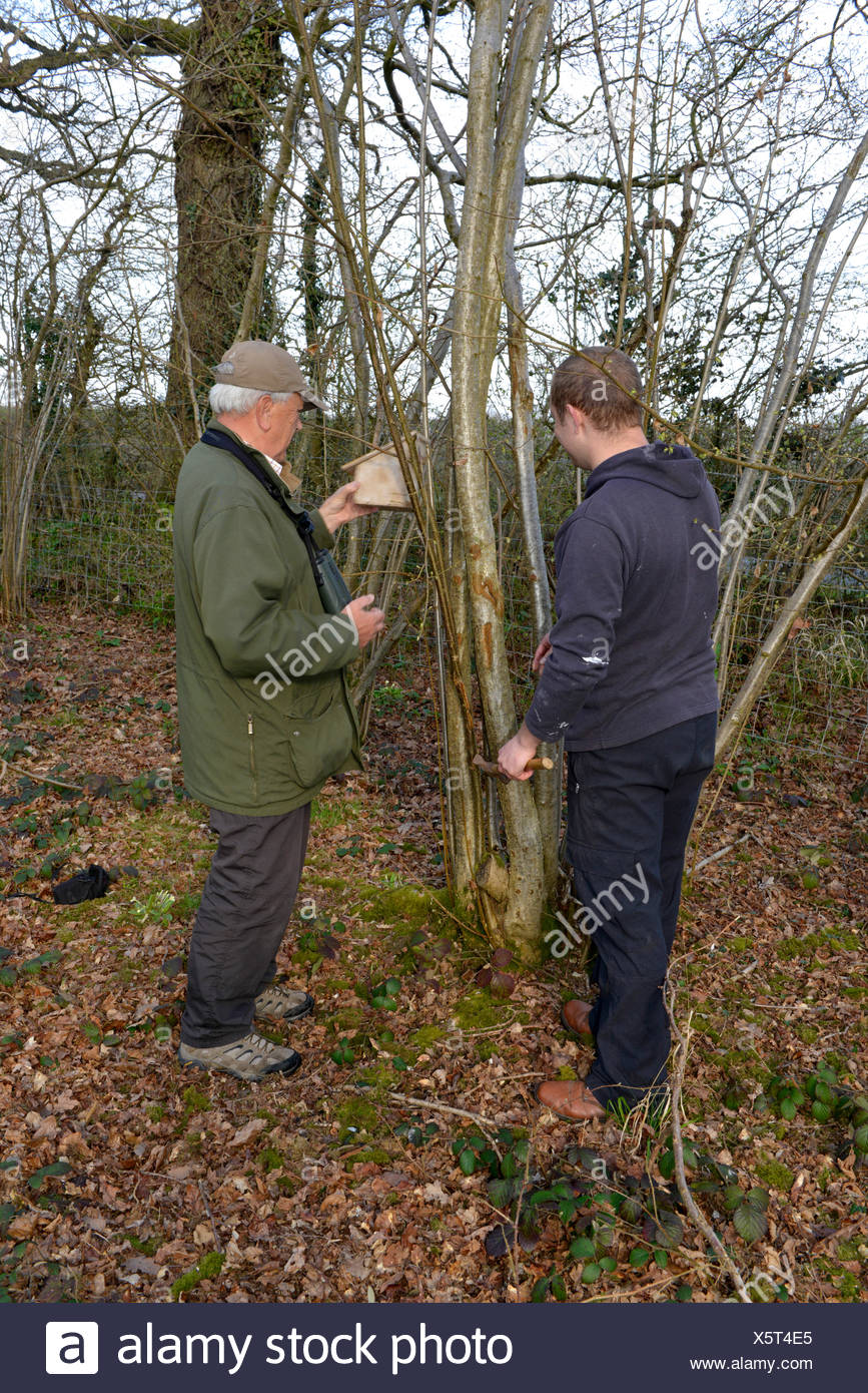 Common Dormouse Nest High Resolution Stock Photography and Images - Alamy