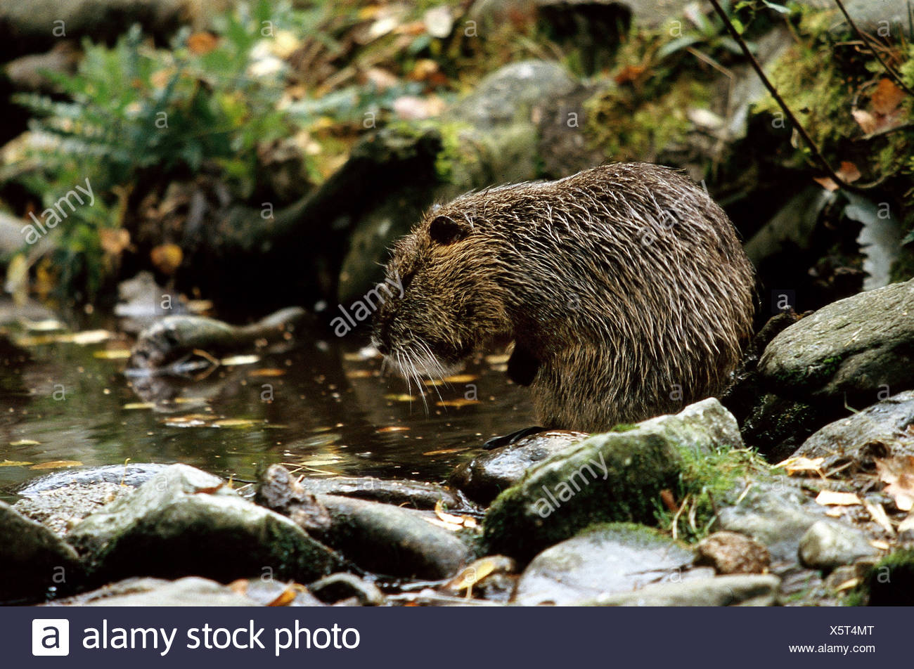 Zoology Animals High Resolution Stock Photography and Images - Alamy