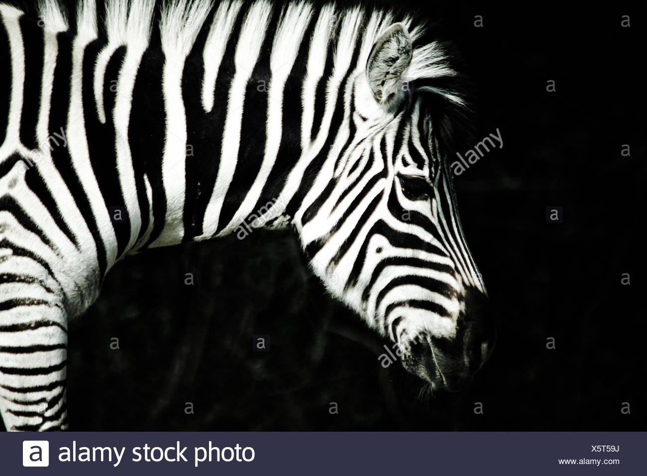Zebra Markings Stock Photos & Zebra Markings Stock Images - Alamy