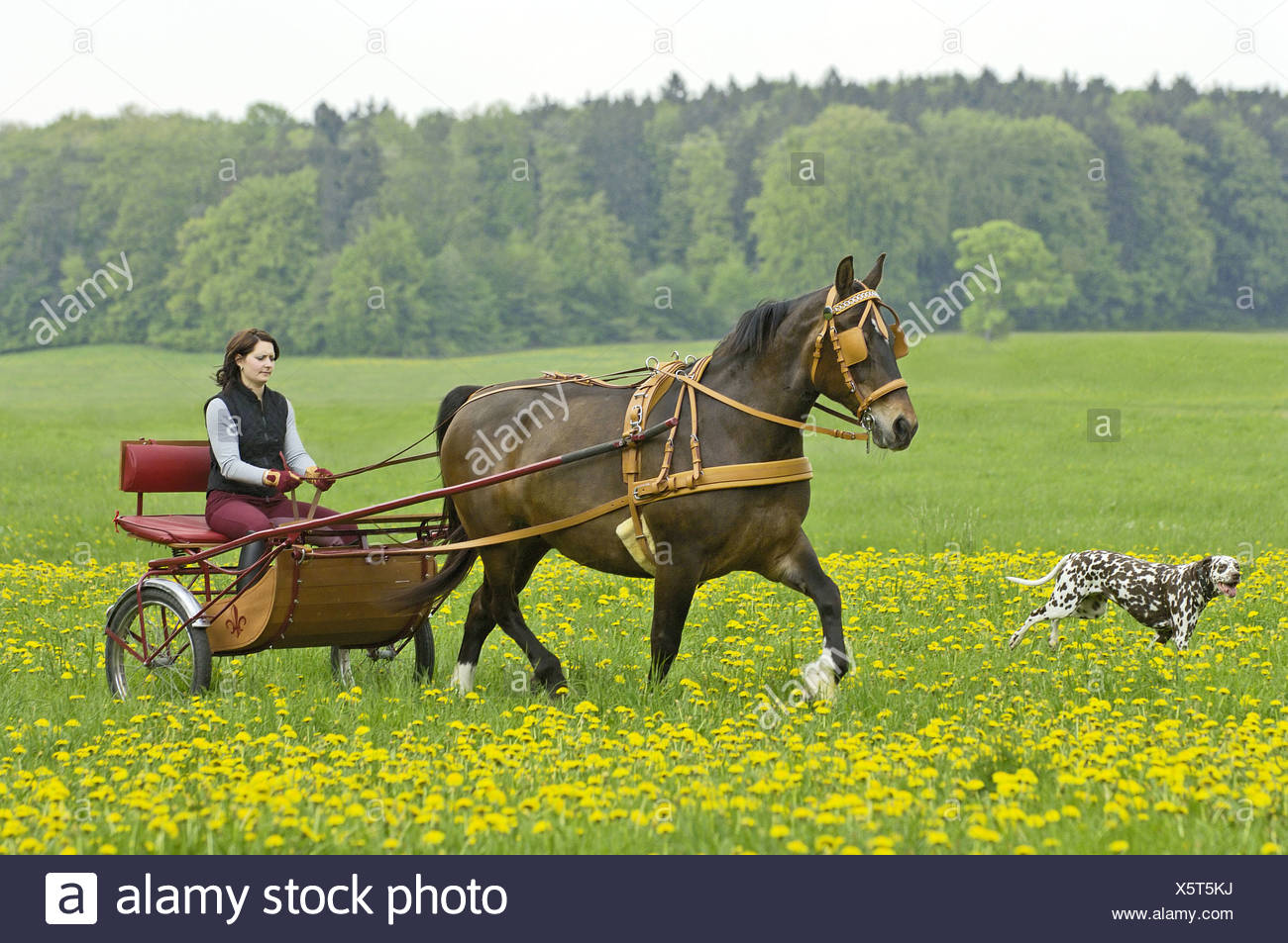 Horse Carriage Driving Gig High Resolution Stock Photography and Images ...