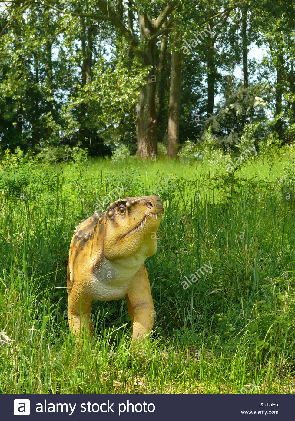 Tetrapod Evolution High Resolution Stock Photography and Images - Alamy
