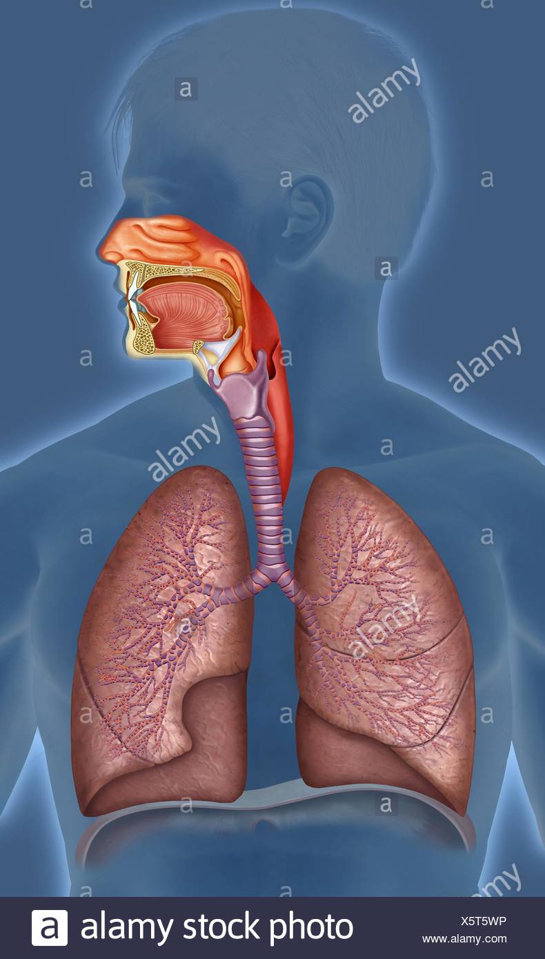 Pharyngeal Stock Photos & Pharyngeal Stock Images - Alamy