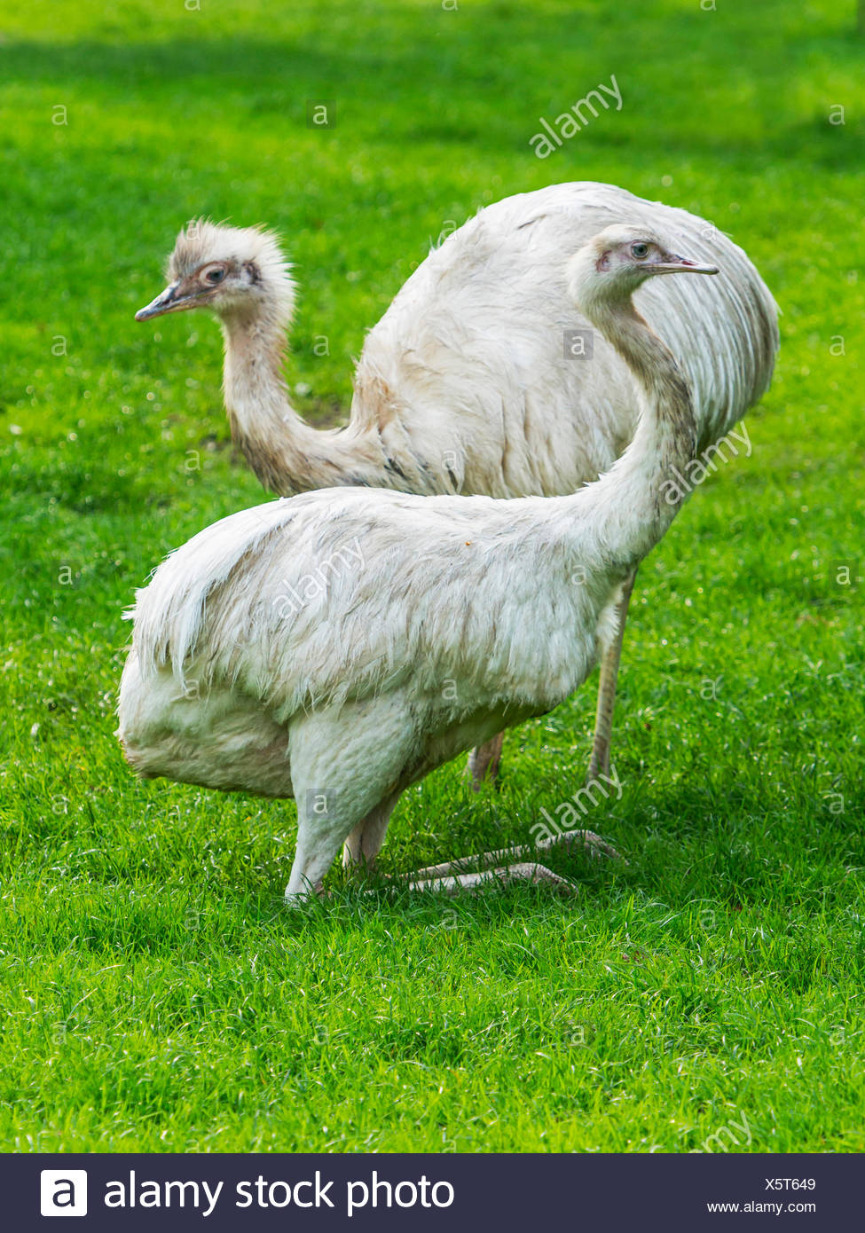 Egg Laying Birds High Resolution Stock Photography and Images - Alamy