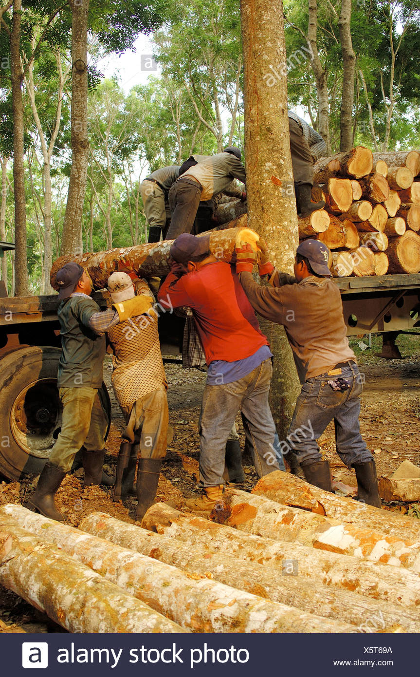 Mahogany Logging High Resolution Stock Photography and Images - Alamy