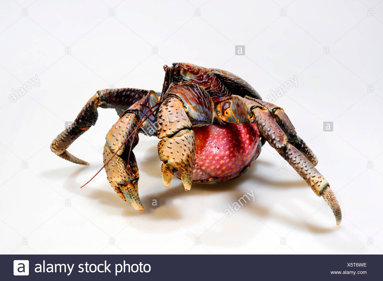 Coconut Crab Tree High Resolution Stock Photography and Images - Alamy