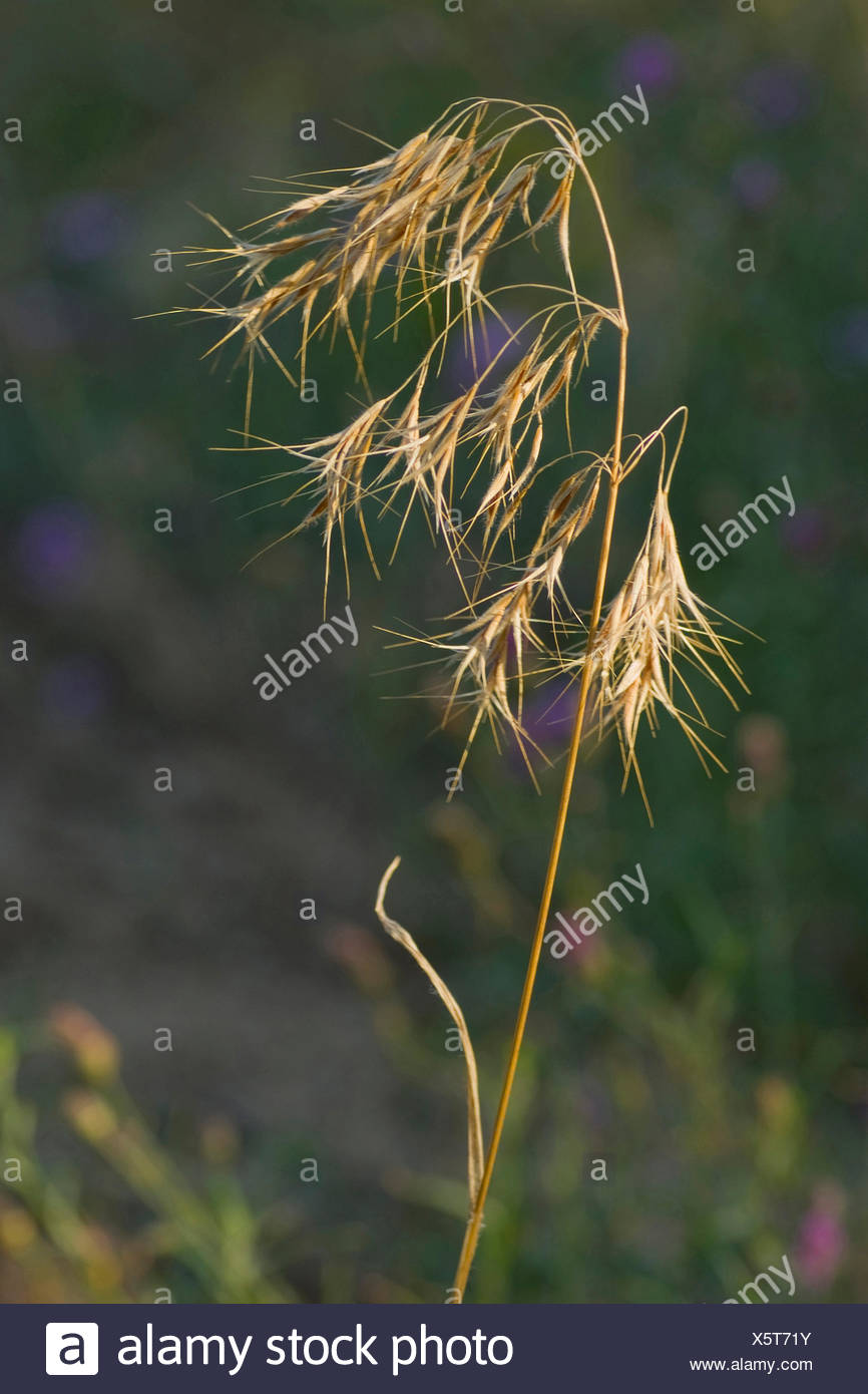 Cheat Grasses High Resolution Stock Photography and Images - Alamy
