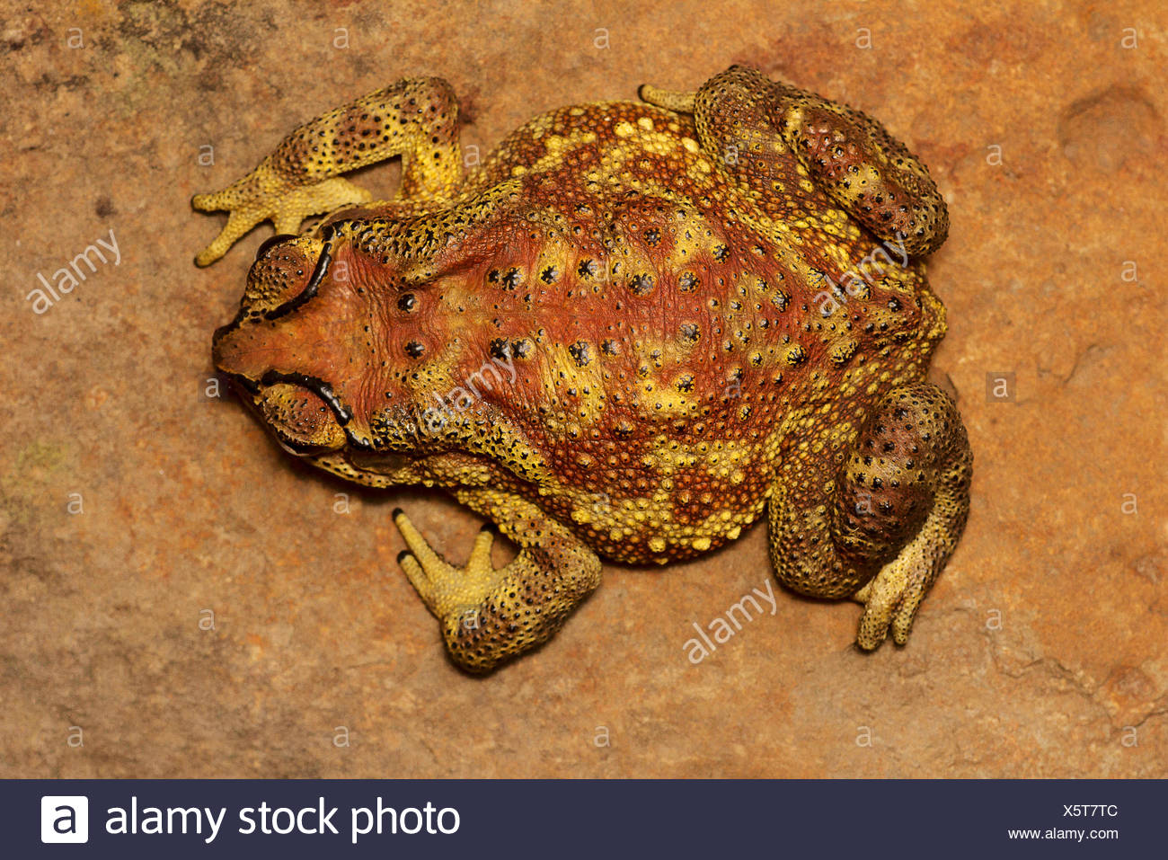 Semi Arboreal High Resolution Stock Photography and Images - Alamy