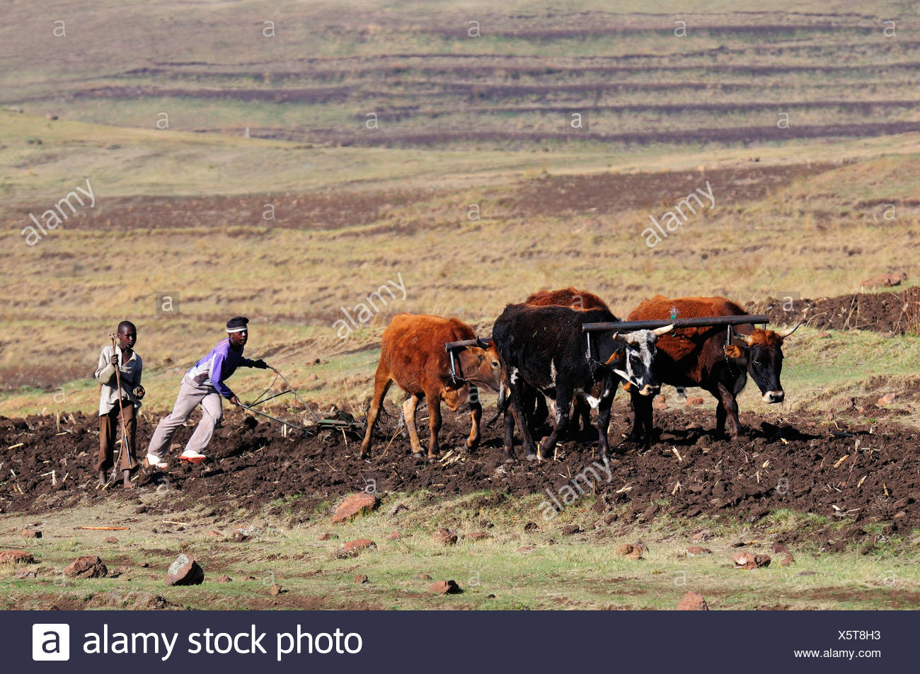 Ploughing Plough High Resolution Stock Photography and Images - Alamy
