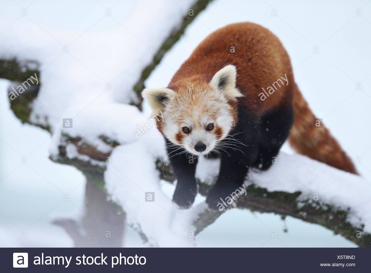Panda In The Snow Stock Photos & Panda In The Snow Stock Images - Alamy