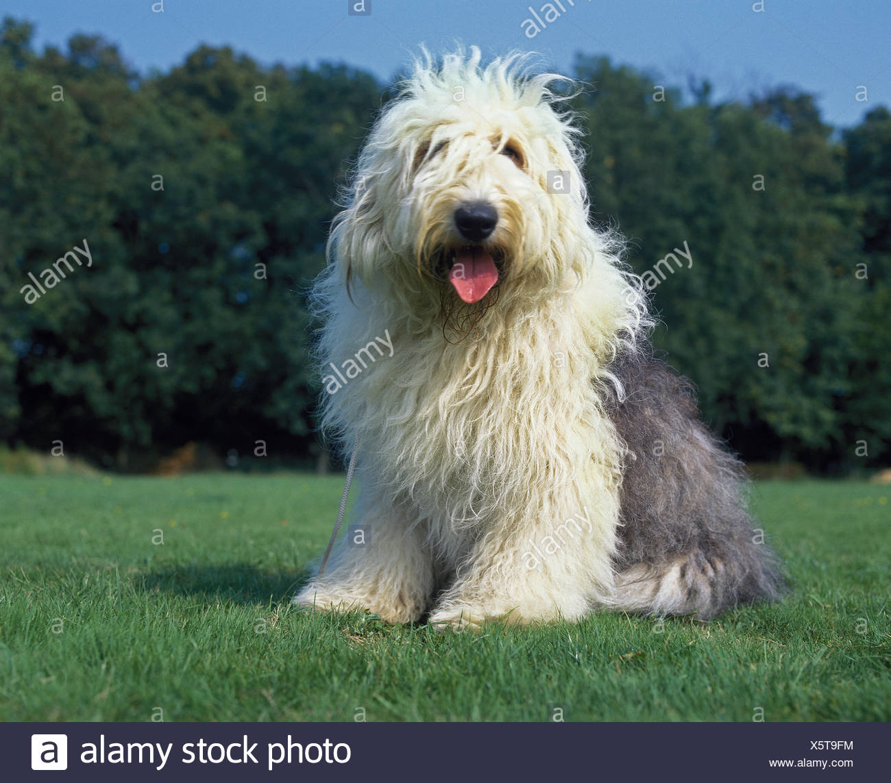 Old English Sheepdog Stock Photos & Old English Sheepdog Stock Images ...