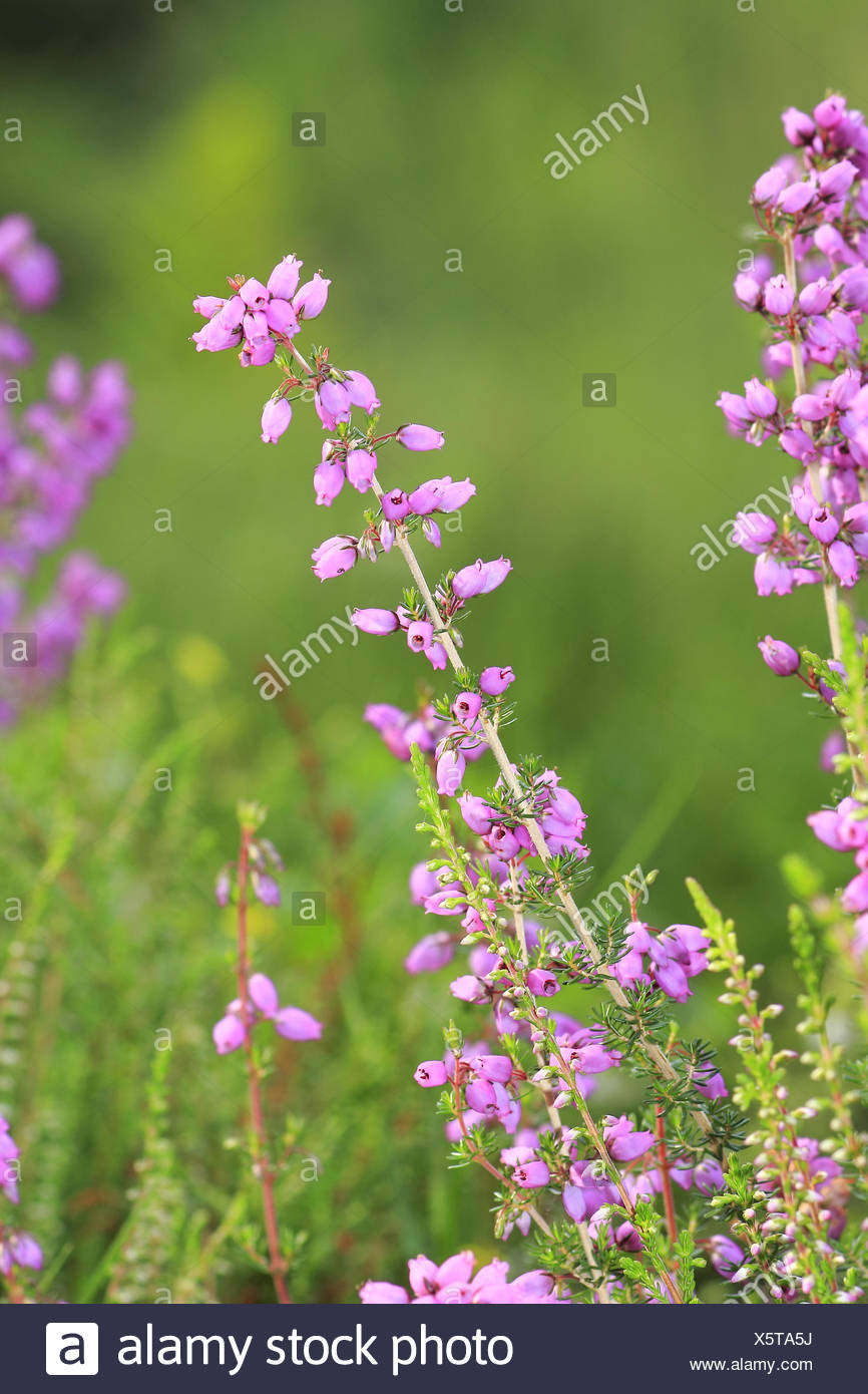 Erica Erica High Resolution Stock Photography and Images - Alamy