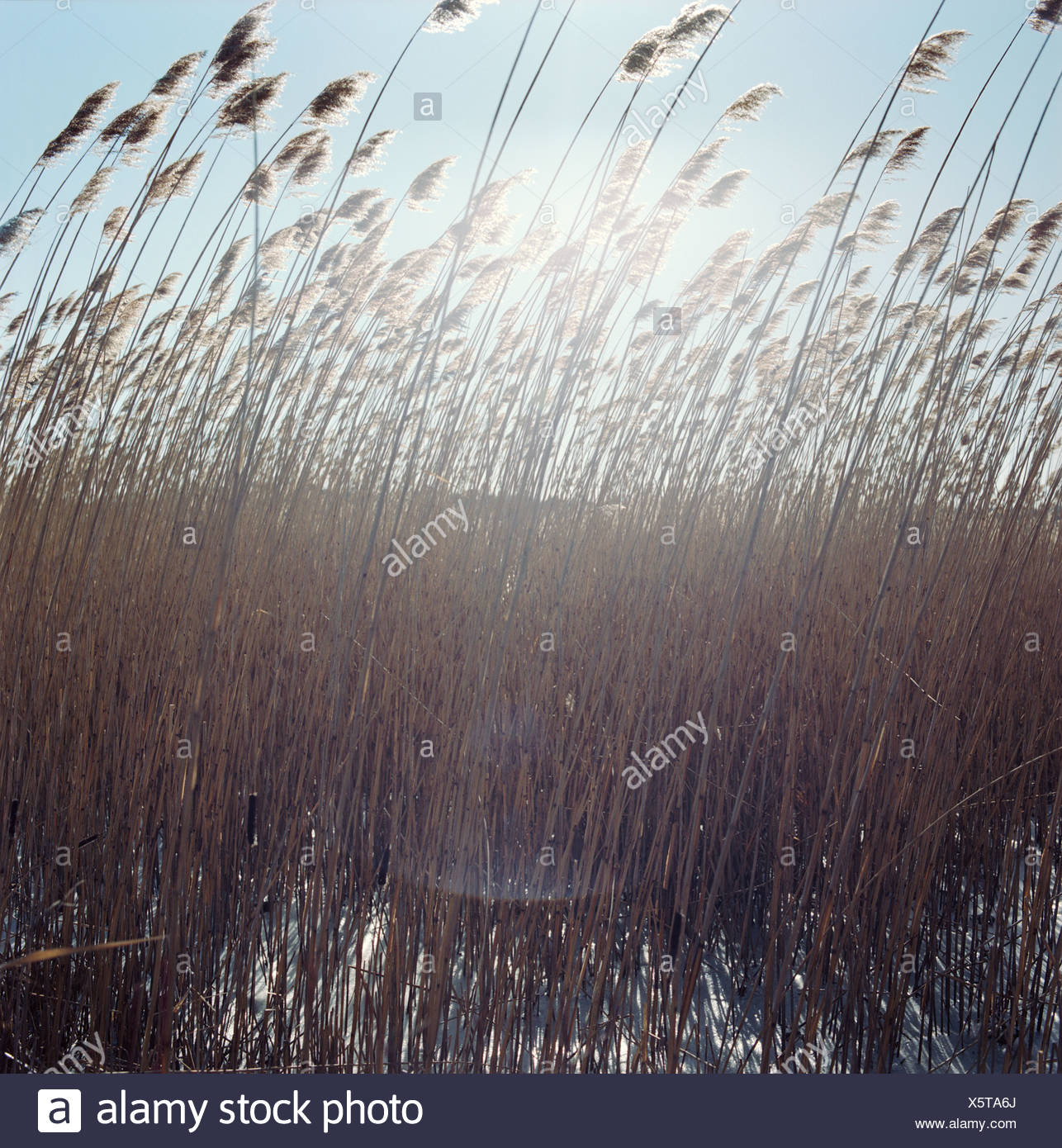 Wind Blowing High Resolution Stock Photography and Images - Alamy