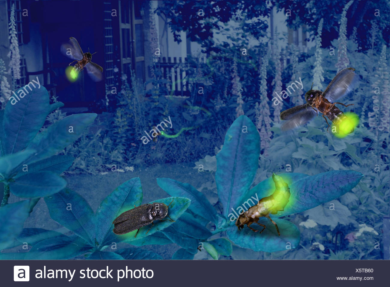 Lightning Beetle High Resolution Stock Photography and Images - Alamy