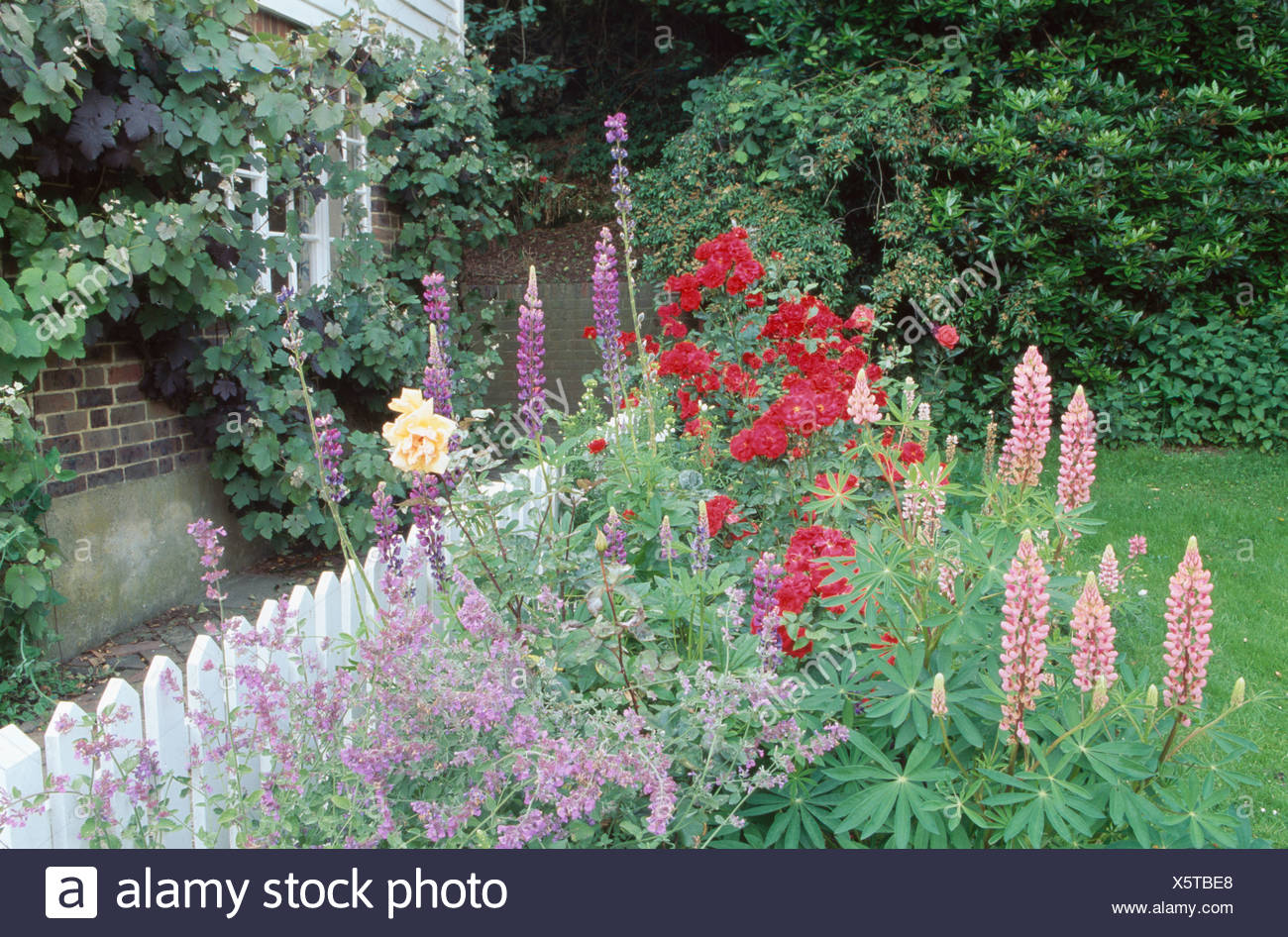 Perennials Lupin Lupins Borders High Resolution Stock Photography and ...