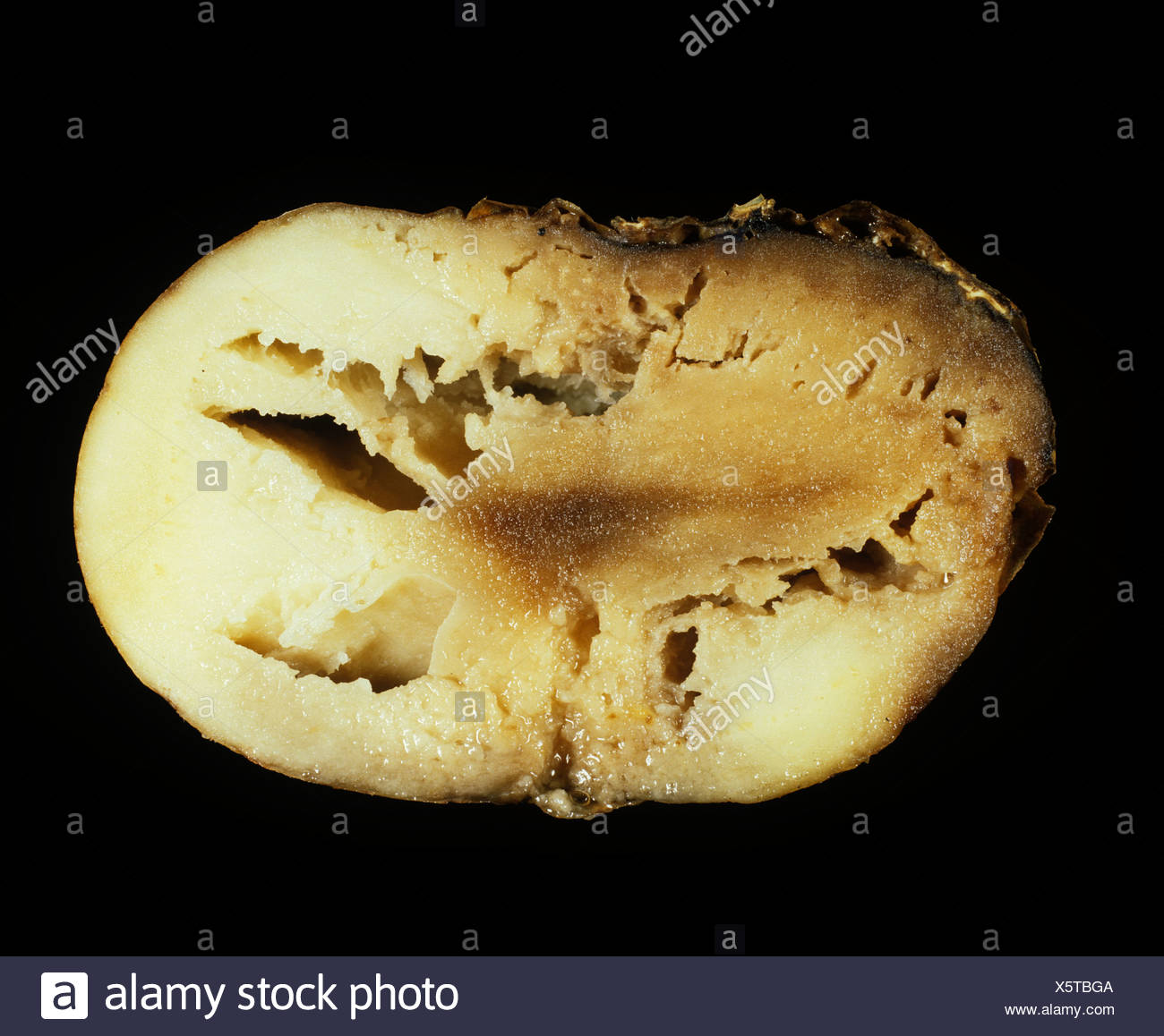 Cheesey High Resolution Stock Photography and Images - Alamy