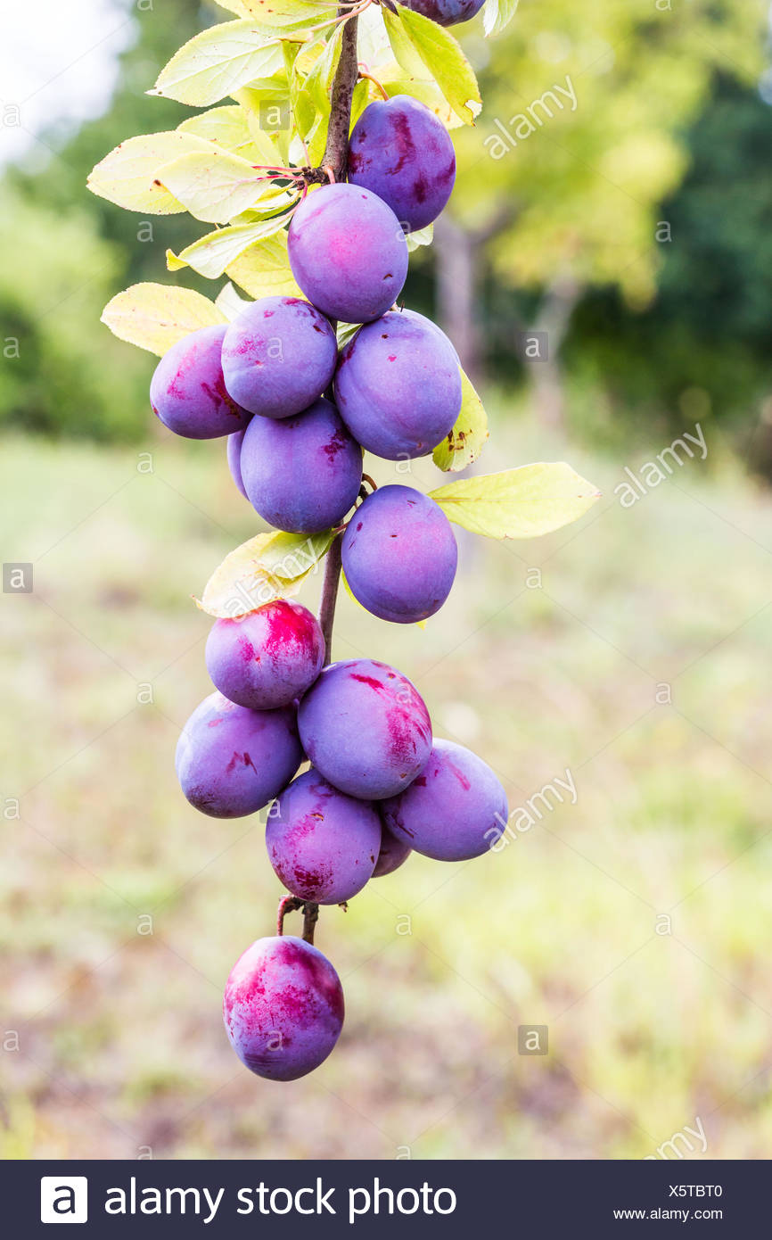 Damson Tree High Resolution Stock Photography and Images - Alamy