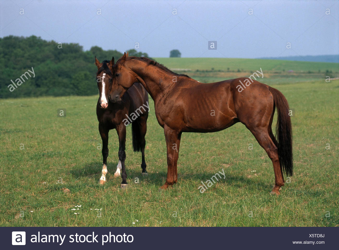 English Horses Stock Photos & English Horses Stock Images - Alamy