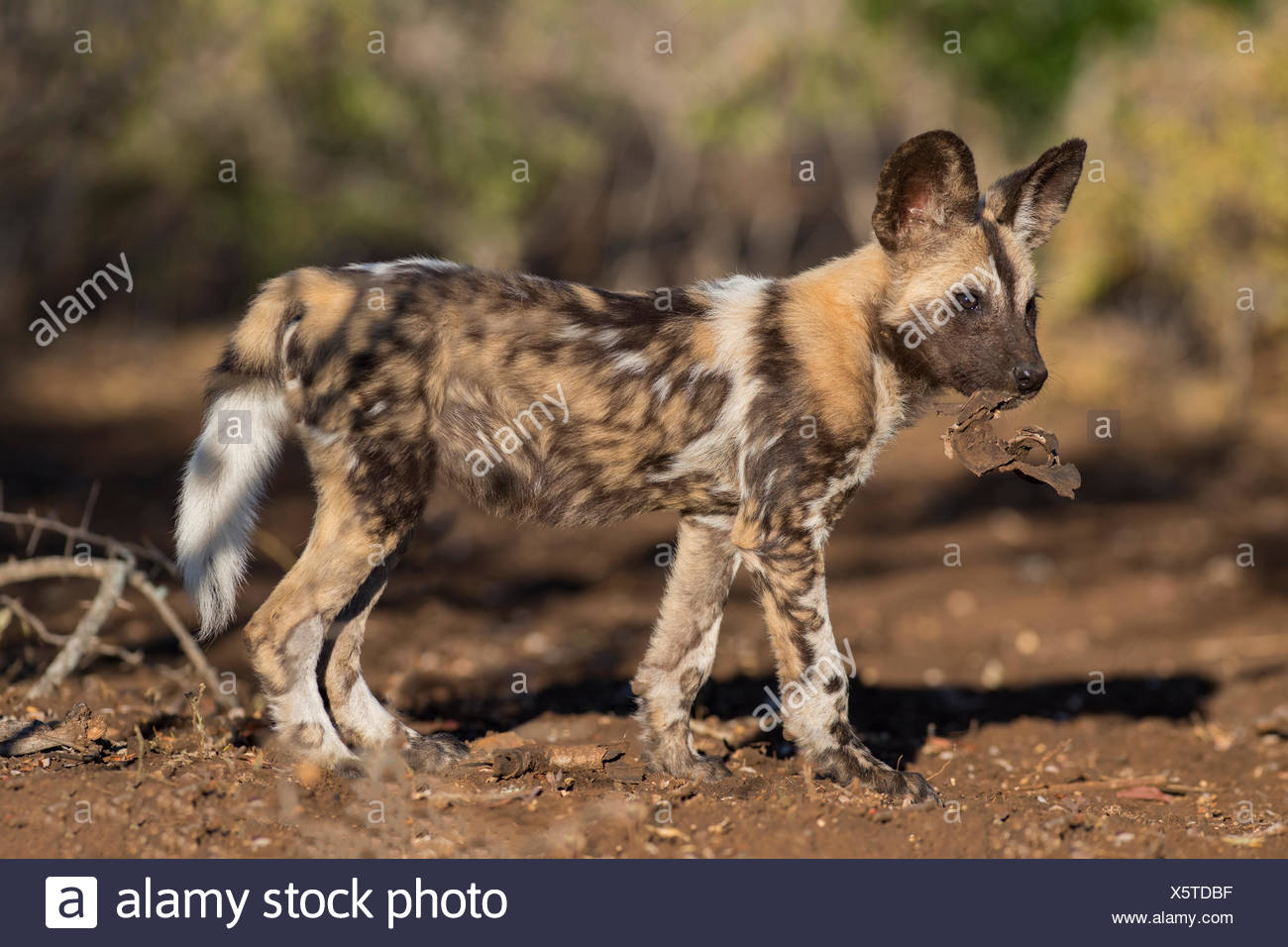 Kwa Zulu High Resolution Stock Photography and Images - Alamy