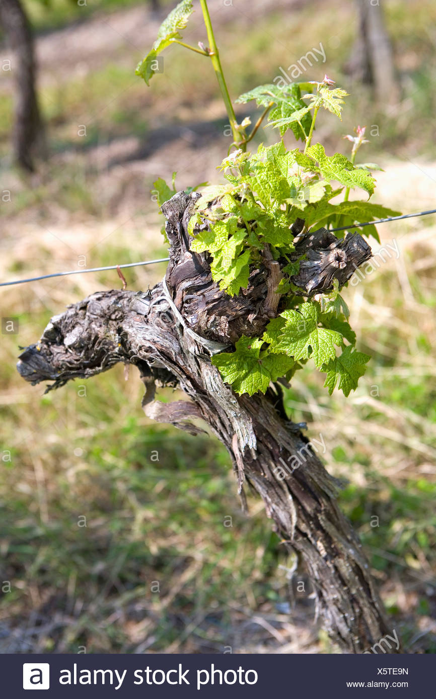 Vine Stock High Resolution Stock Photography and Images - Alamy