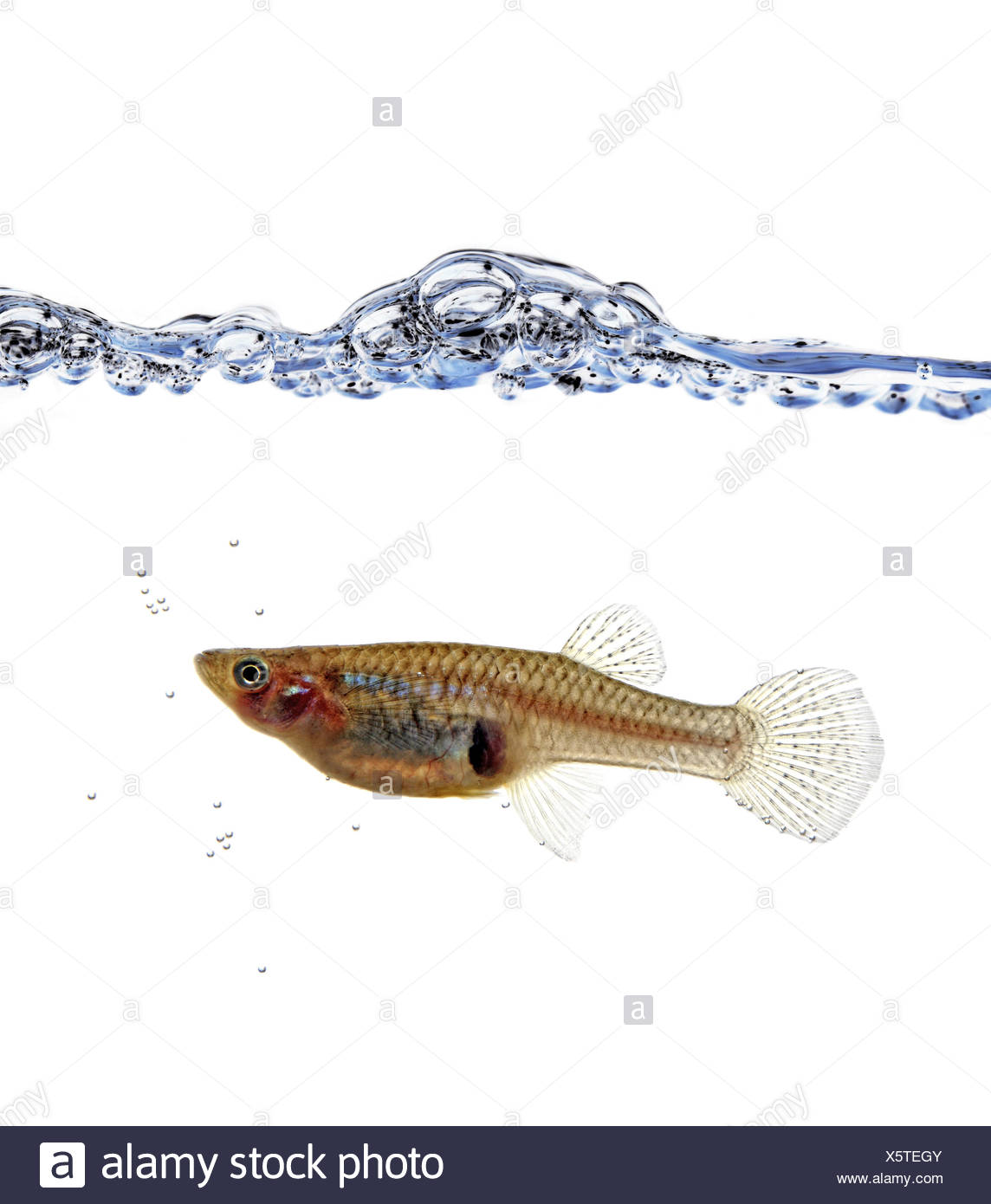 Mosquitofish High Resolution Stock Photography and Images - Alamy