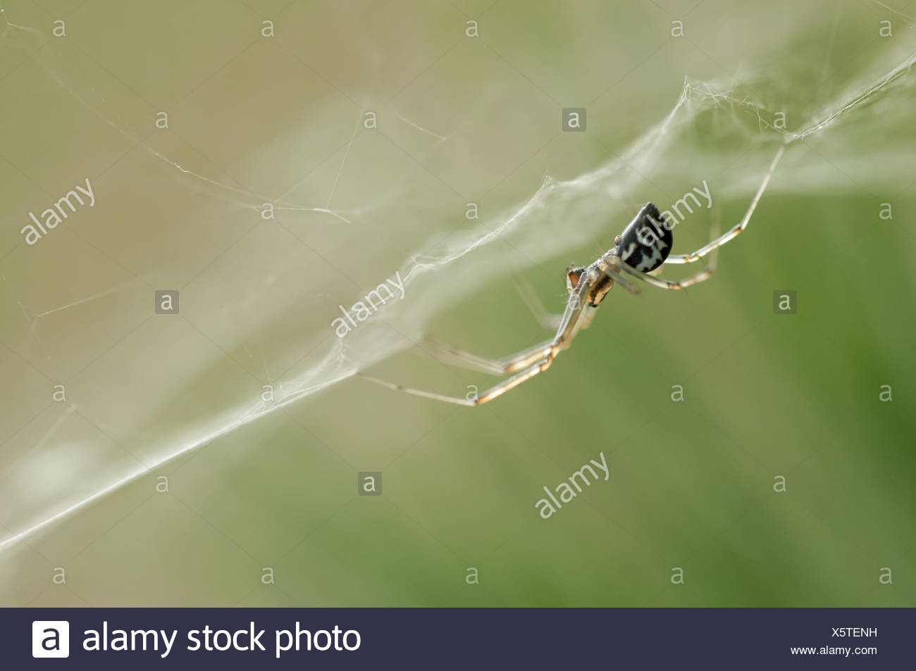 Linyphiidae High Resolution Stock Photography and Images - Alamy