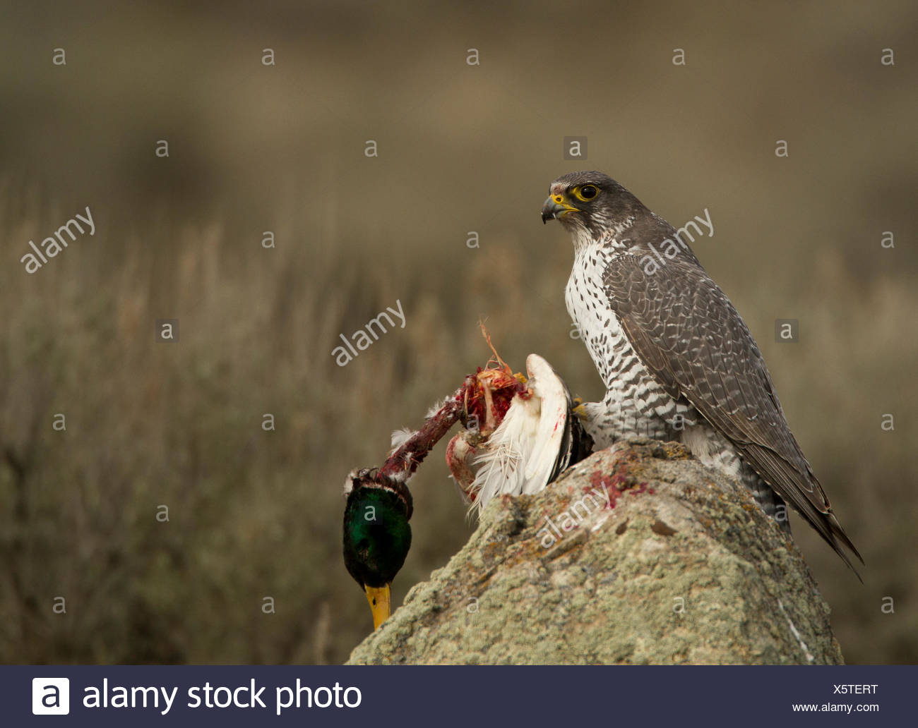 Gyrfalcon Stock Photos & Gyrfalcon Stock Images - Alamy