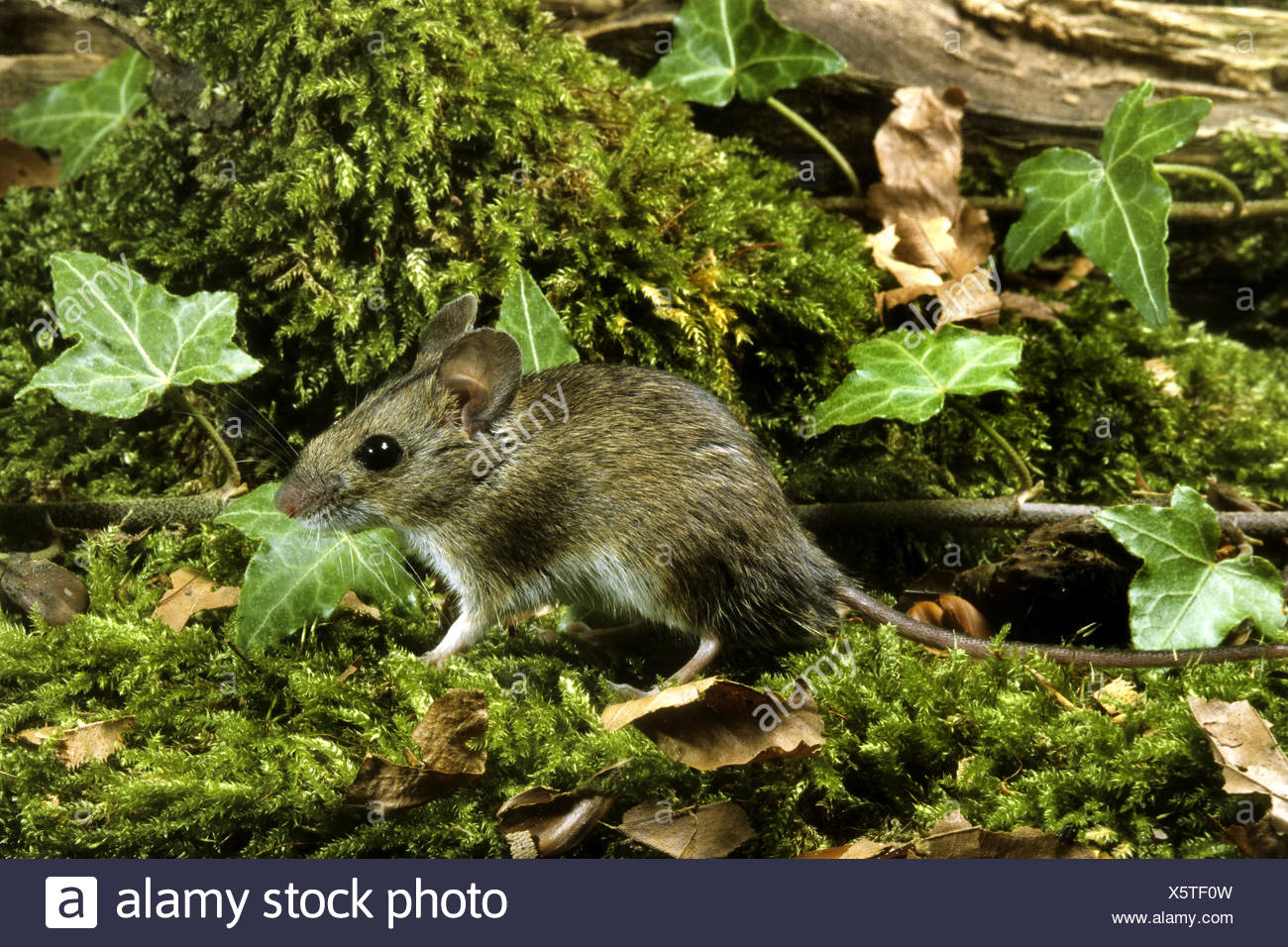Standing Mouse High Resolution Stock Photography and Images - Alamy