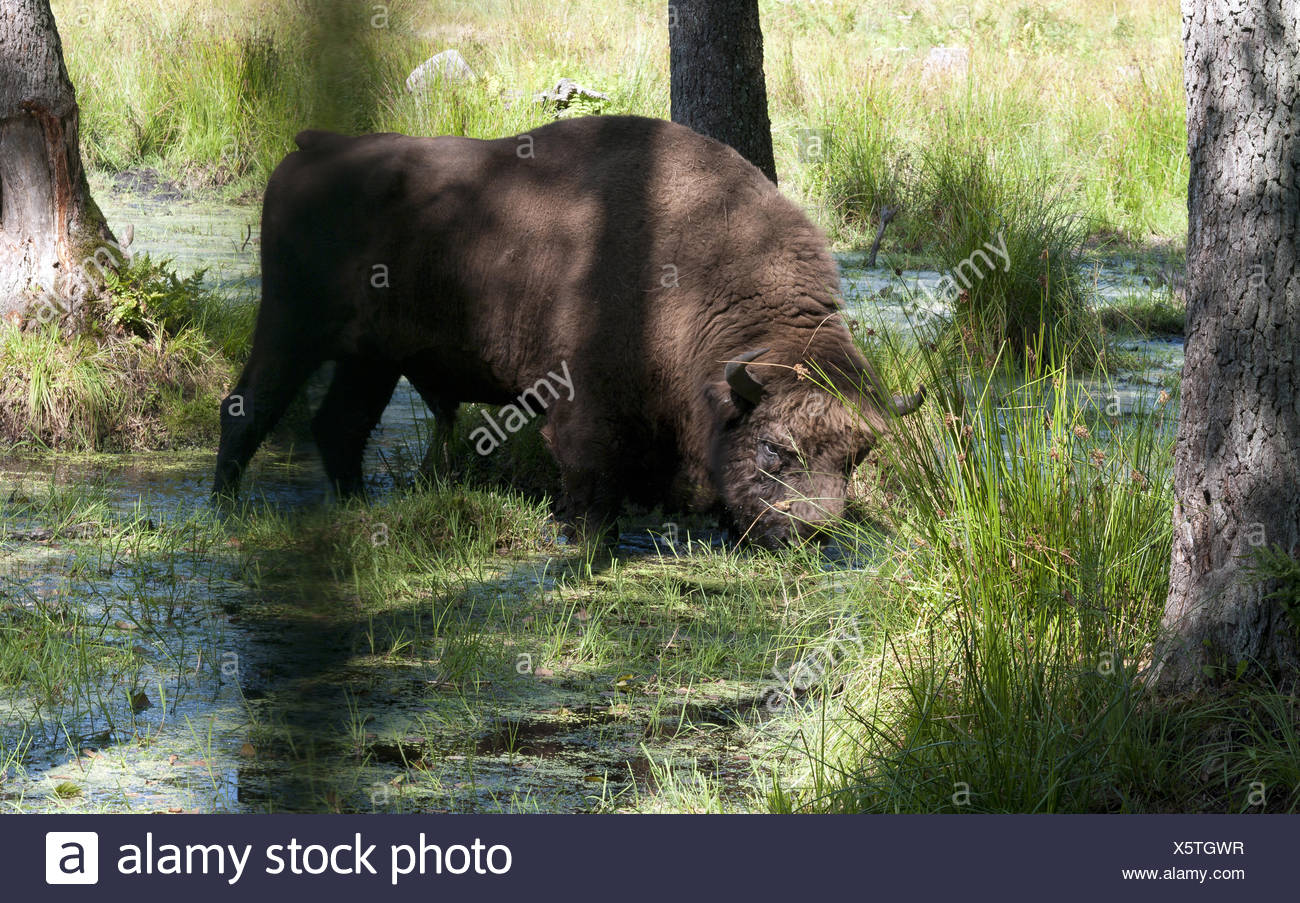 Aurochs High Resolution Stock Photography and Images - Alamy