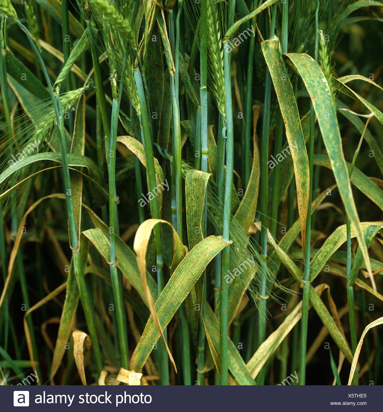 Flagleaves High Resolution Stock Photography and Images - Alamy
