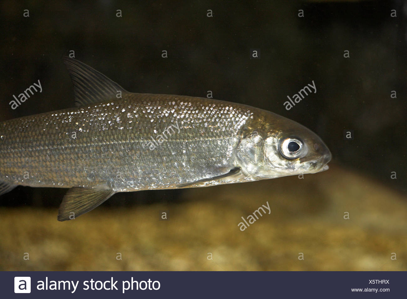 Powan High Resolution Stock Photography and Images - Alamy