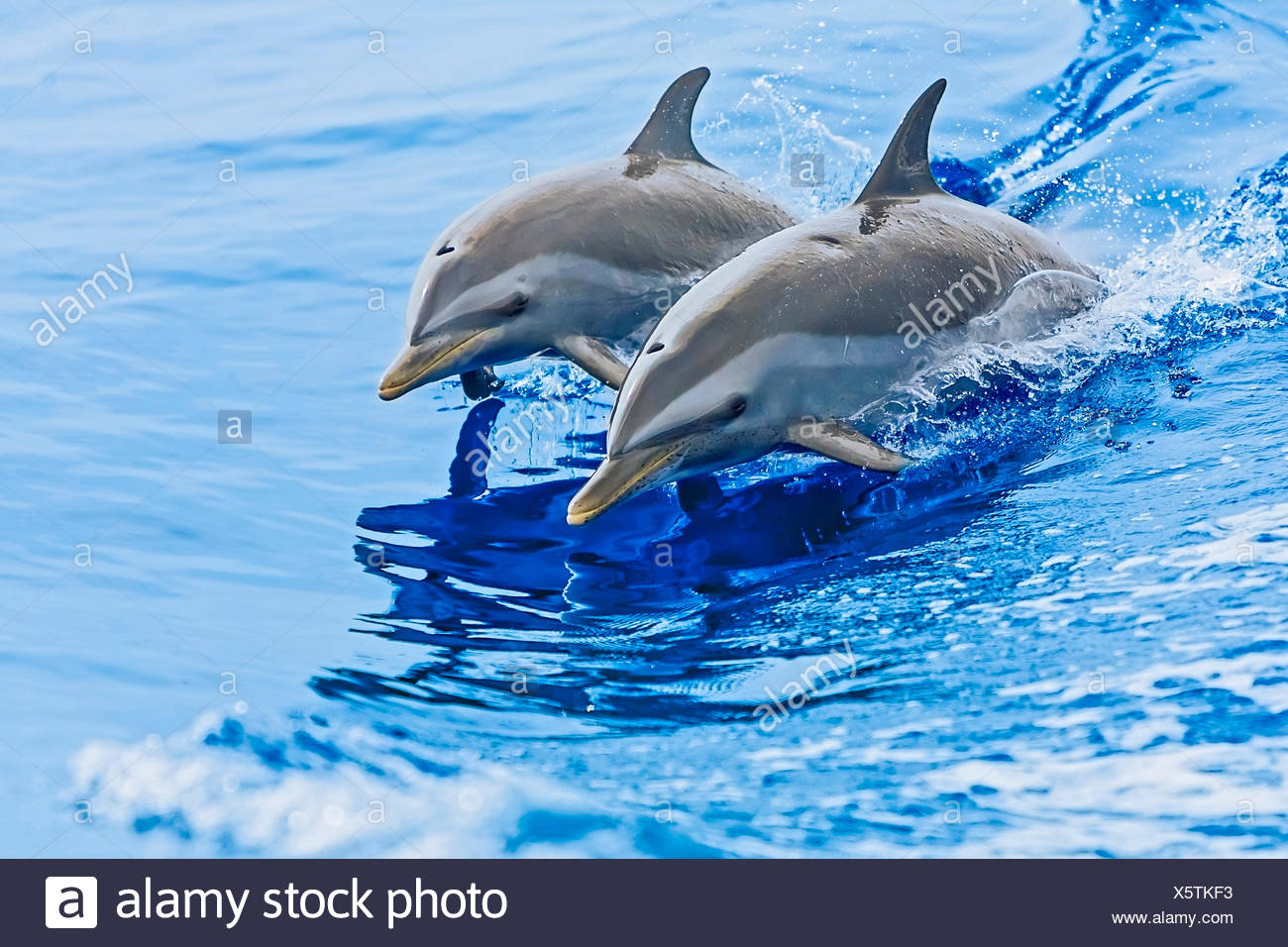 Spotted Dolphin High Resolution Stock Photography and Images - Alamy