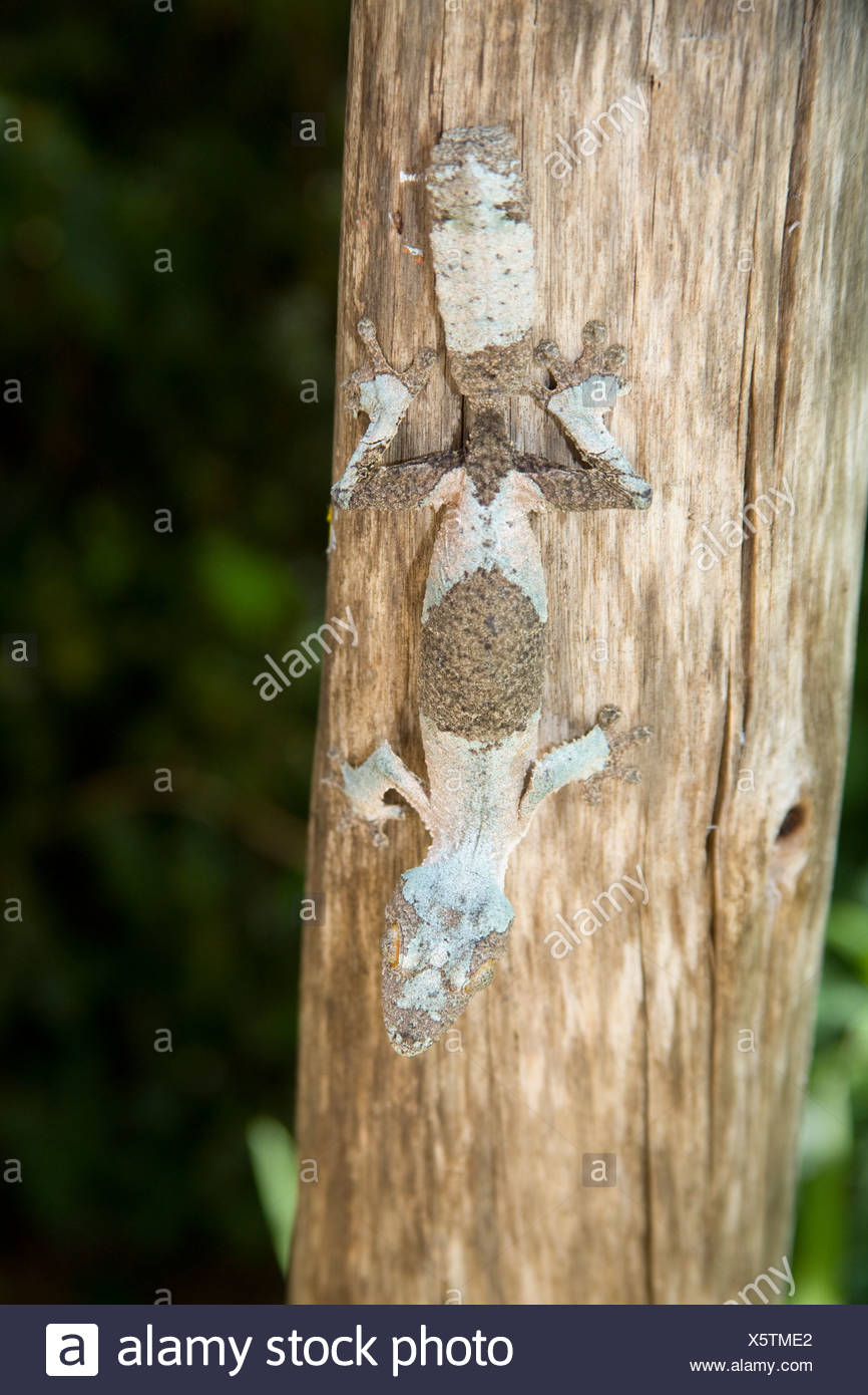 Large Leaf Tailed Gecko High Resolution Stock Photography and Images ...