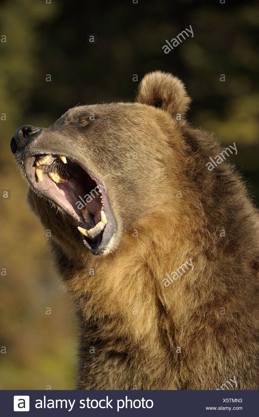 Angry Grizzly Bear Standing High Resolution Stock Photography and ...