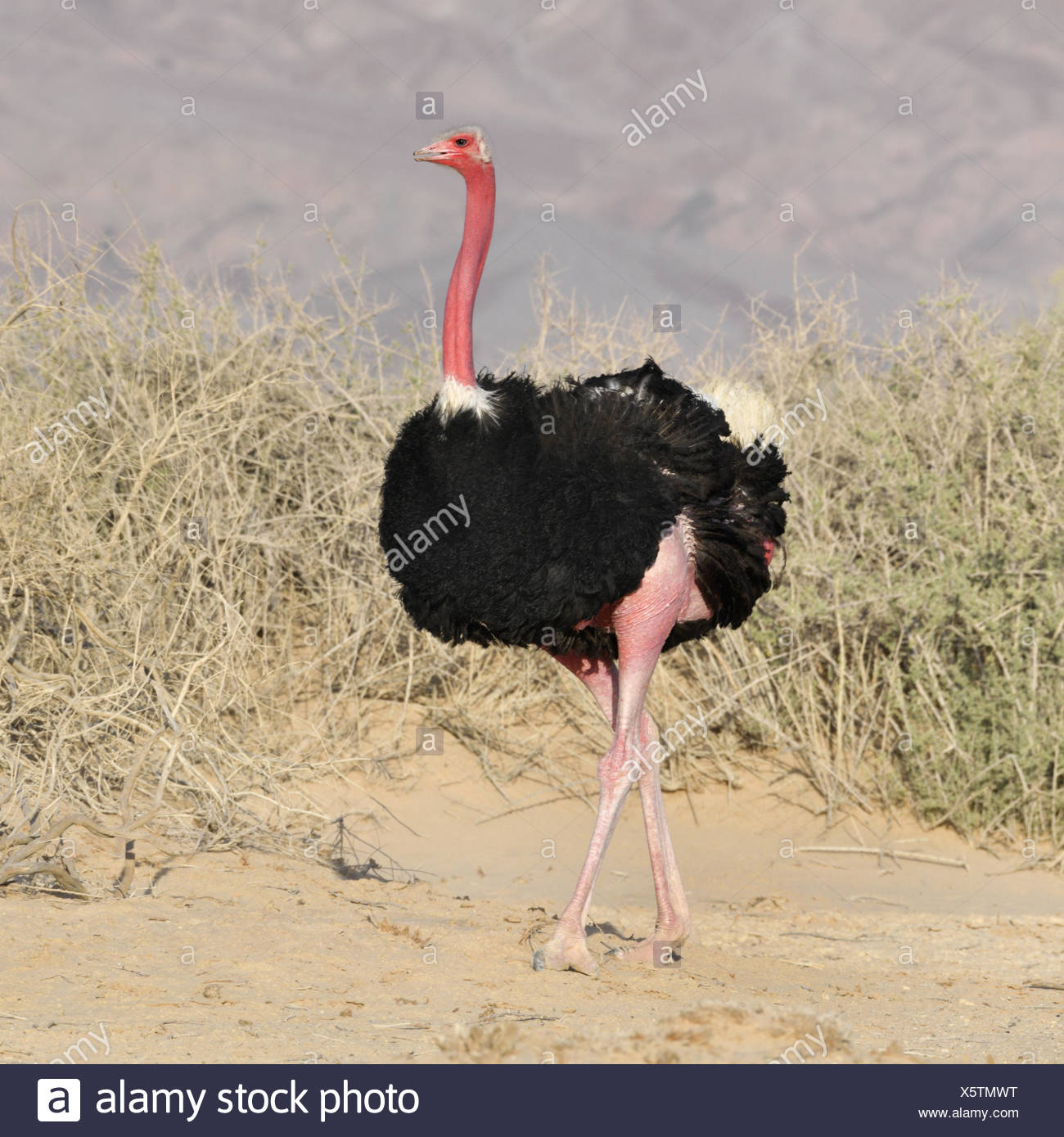Common Ostrich Flightless Bird High Resolution Stock Photography and ...