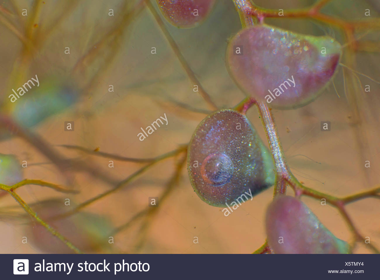 Bladderwort High Resolution Stock Photography and Images - Alamy