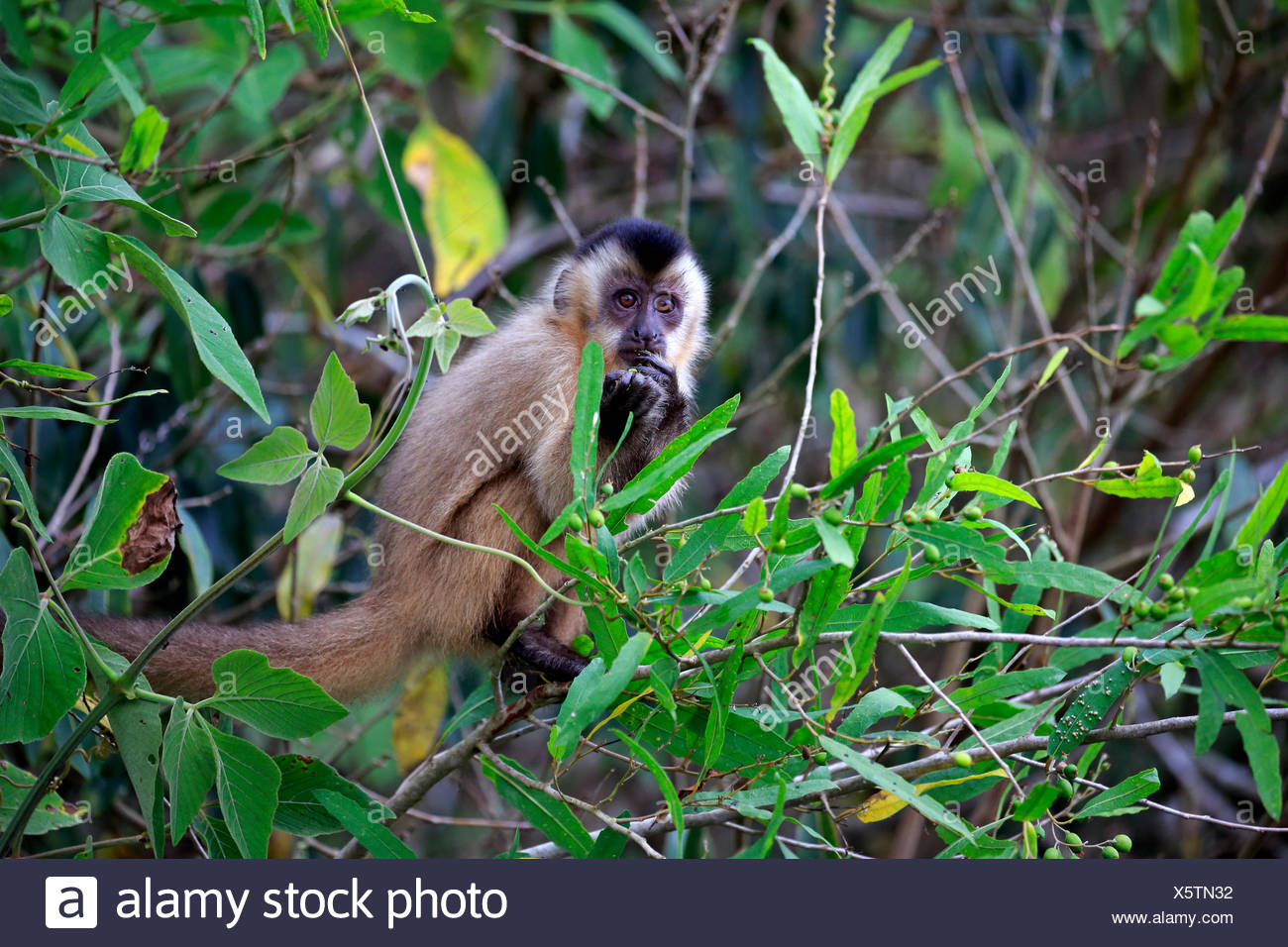 Tufted Brown Capuchin Monkey On High Resolution Stock Photography and ...