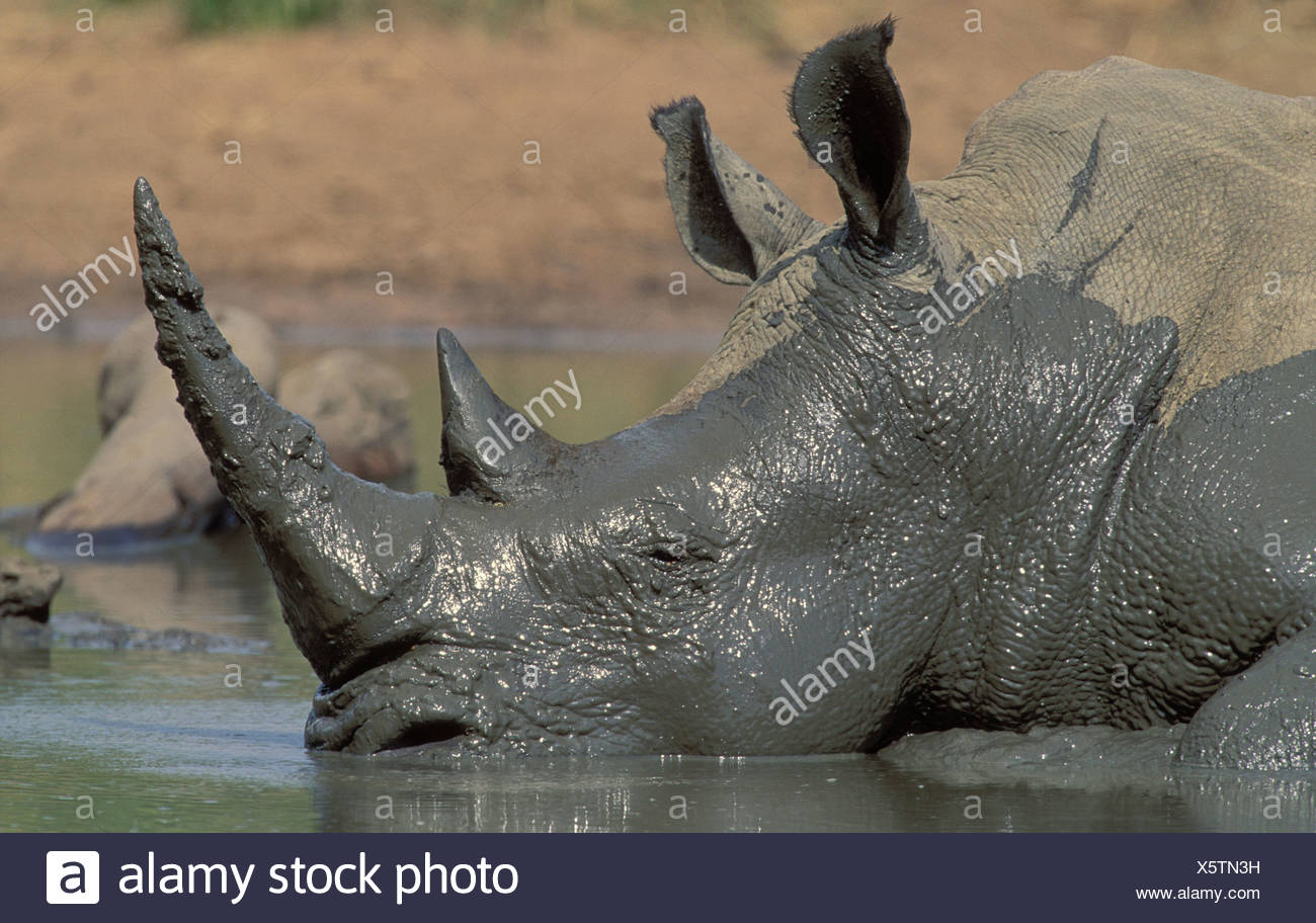 Clear As Mud High Resolution Stock Photography and Images - Alamy