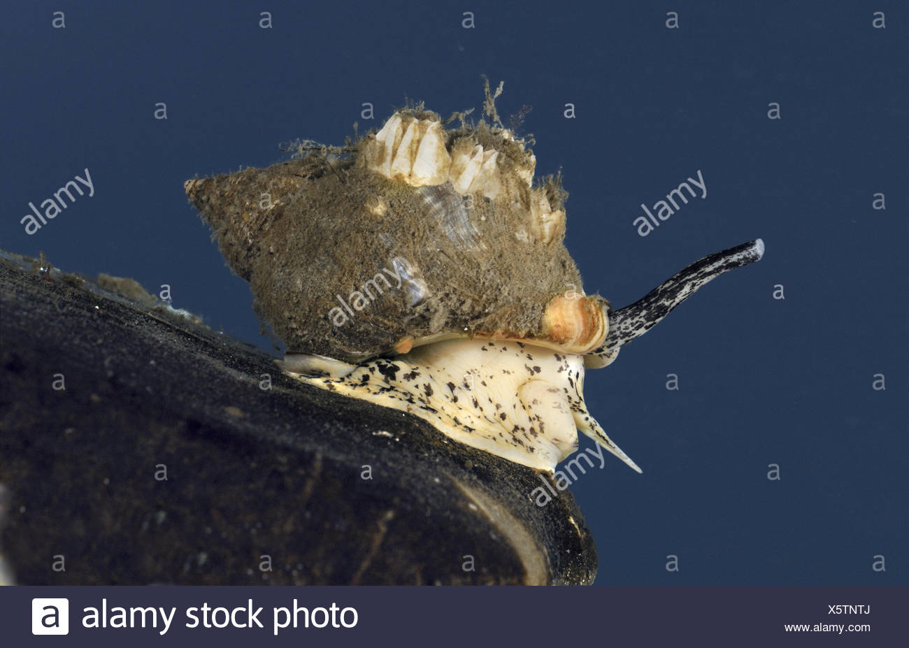 Whelk High Resolution Stock Photography and Images - Alamy