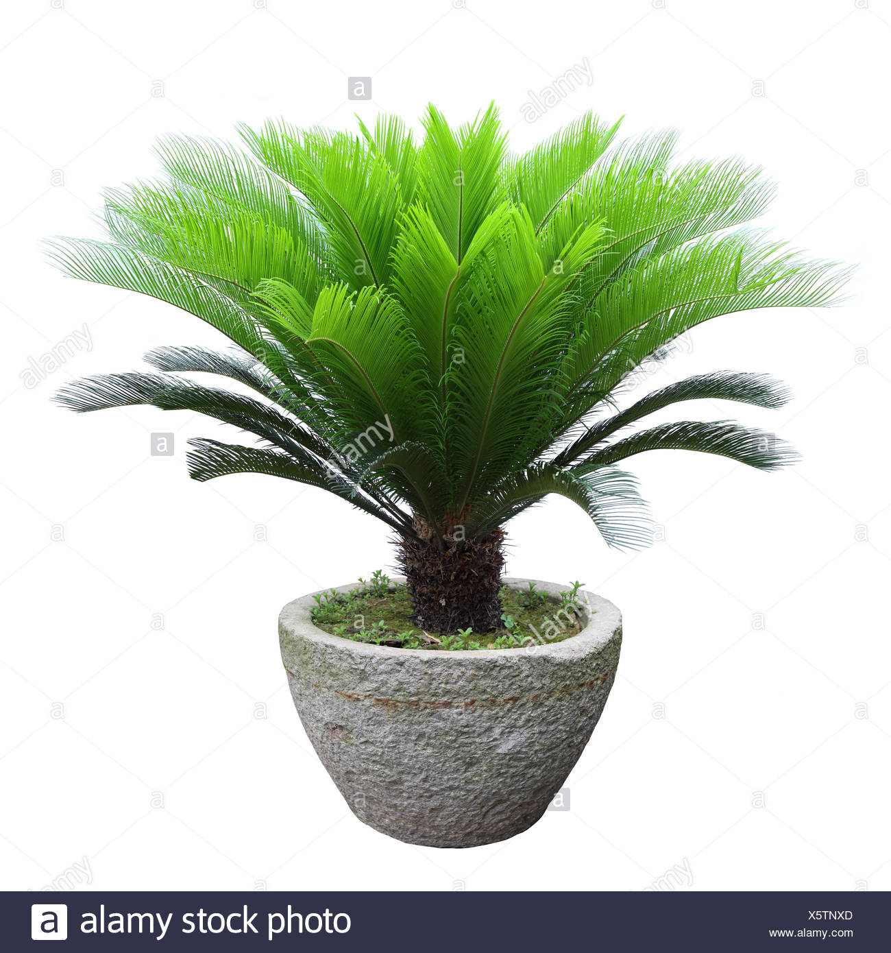 Sago Tree Stock Photos & Sago Tree Stock Images - Alamy