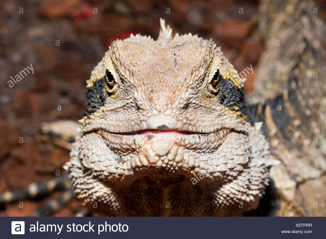 Australian Water Dragon Physignathus Lesueurii High Resolution Stock ...