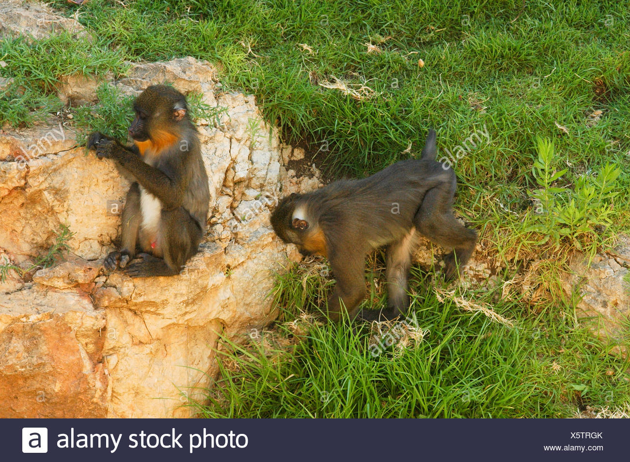 Female Sphinx Stock Photos & Female Sphinx Stock Images - Alamy