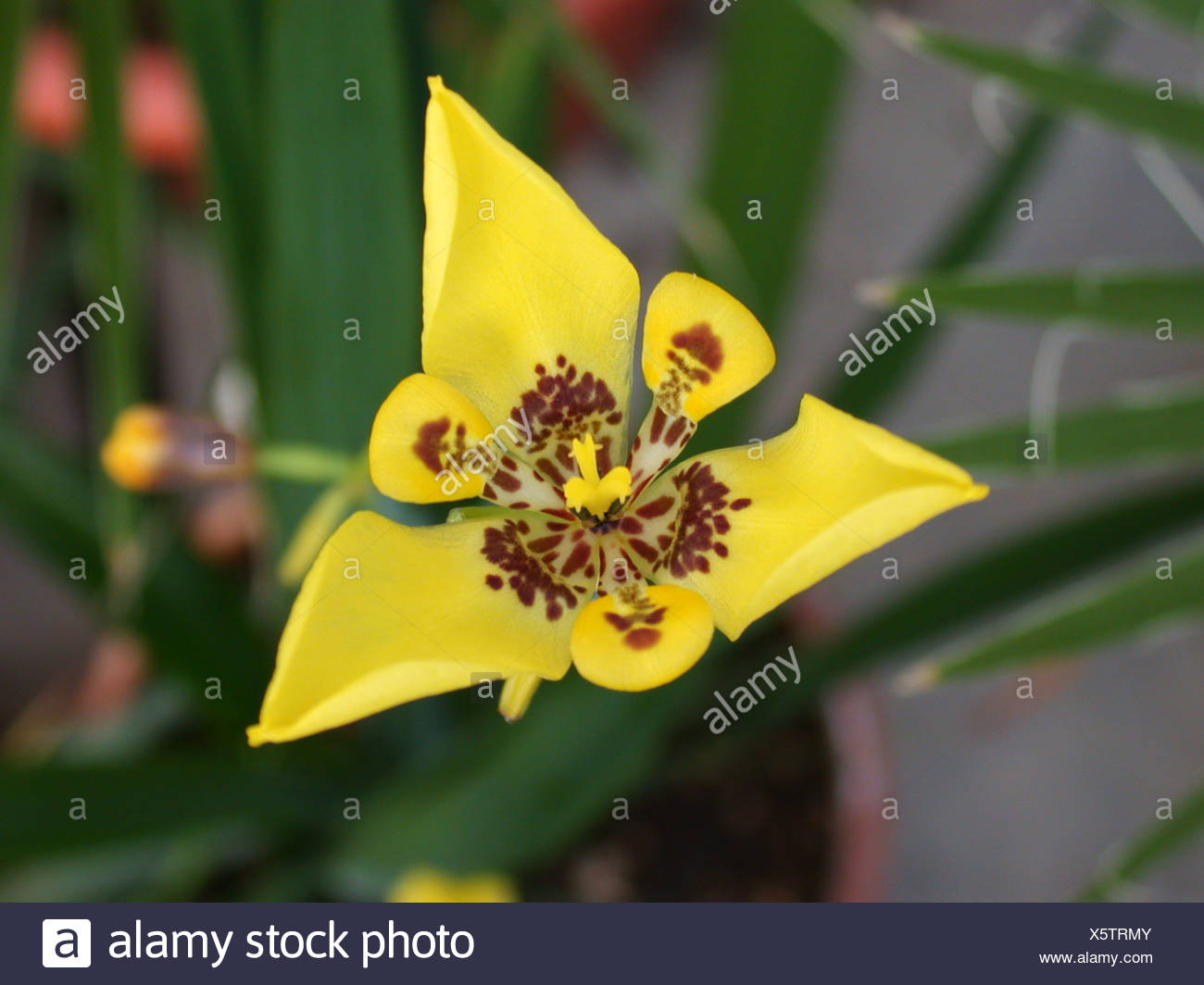 Trimezia Stock Photos & Trimezia Stock Images - Alamy