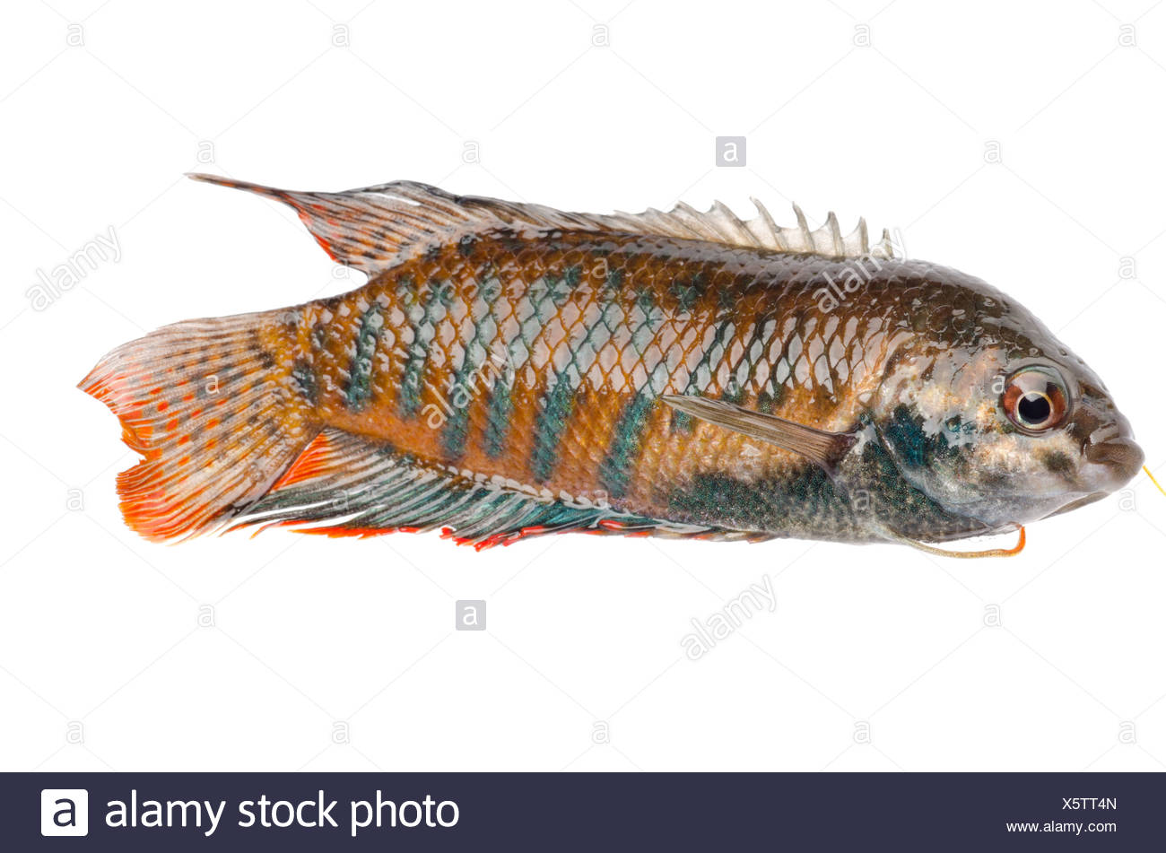 Chinese Fighting Fish High Resolution Stock Photography and Images - Alamy