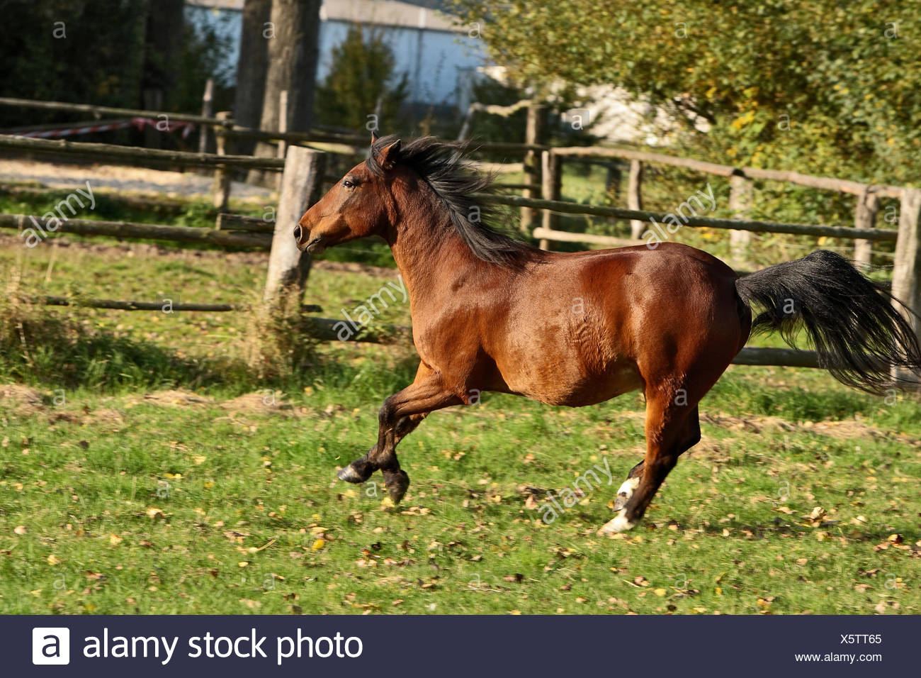 Galop Stock Photos & Galop Stock Images - Alamy