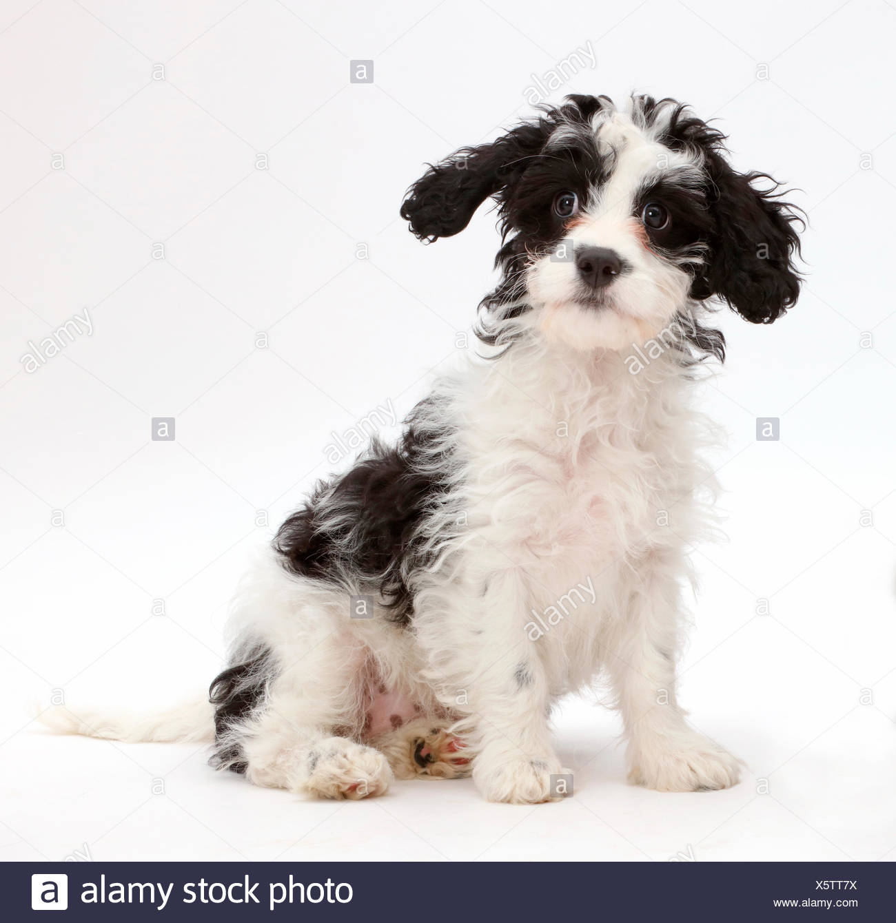 Black And White Cavapoo Puppy High Resolution Stock Photography and Images - Alamy