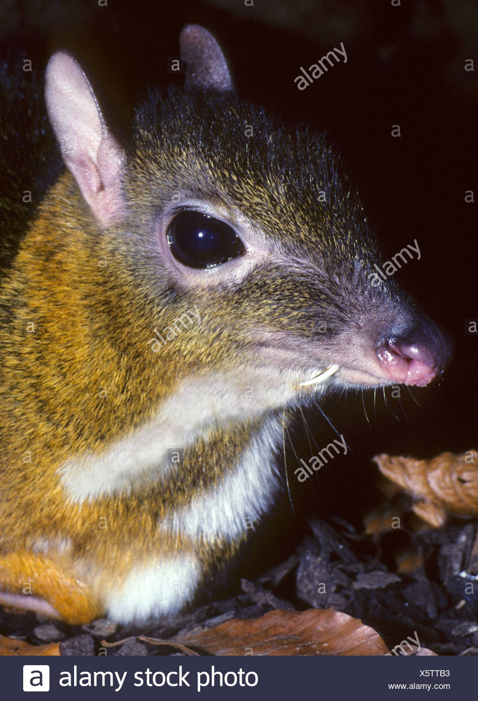 Lesser Malay Chevrotain High Resolution Stock Photography and Images ...