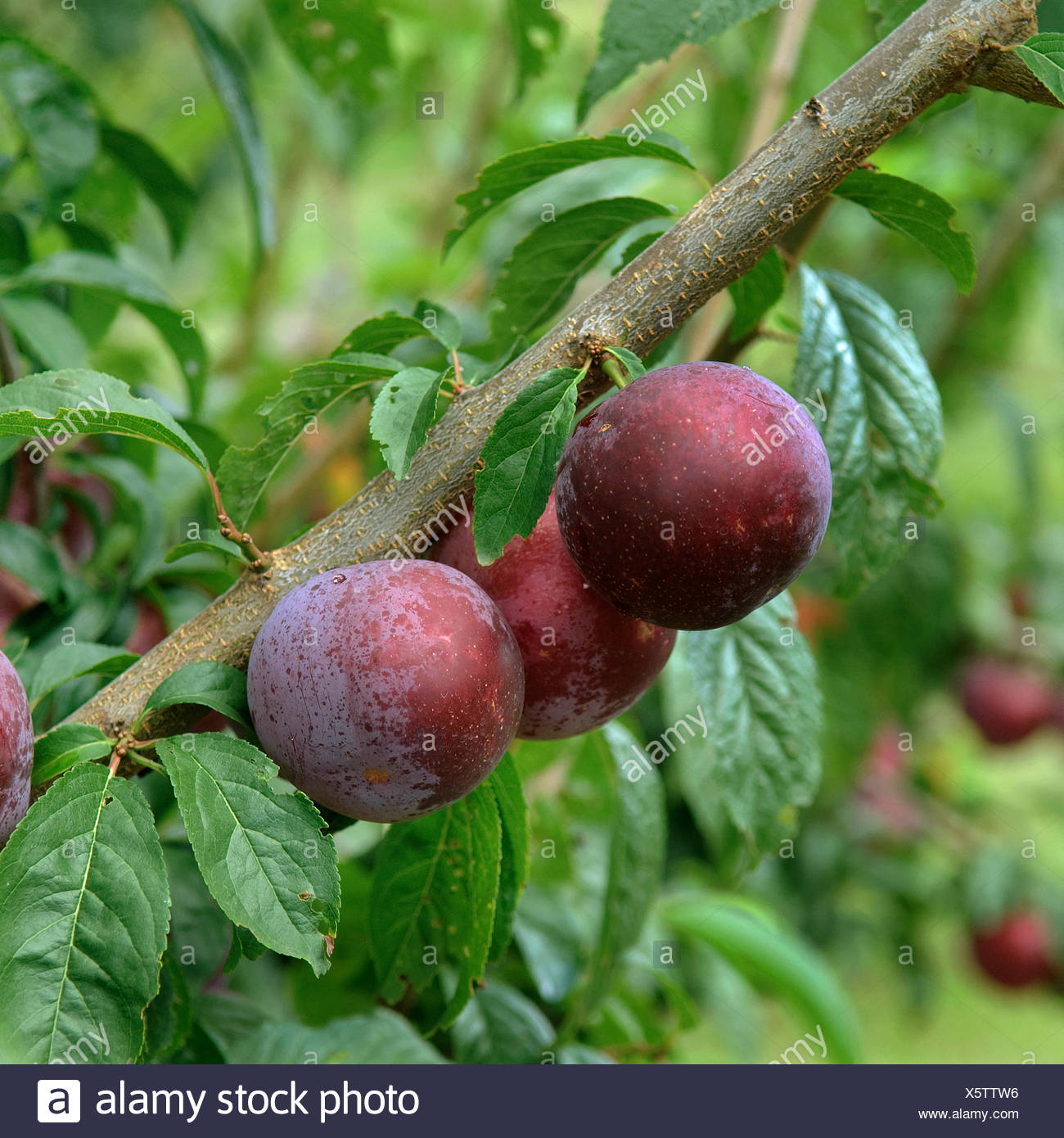 Plum Tree Varieties Stock Photos & Plum Tree Varieties Stock Images - Alamy