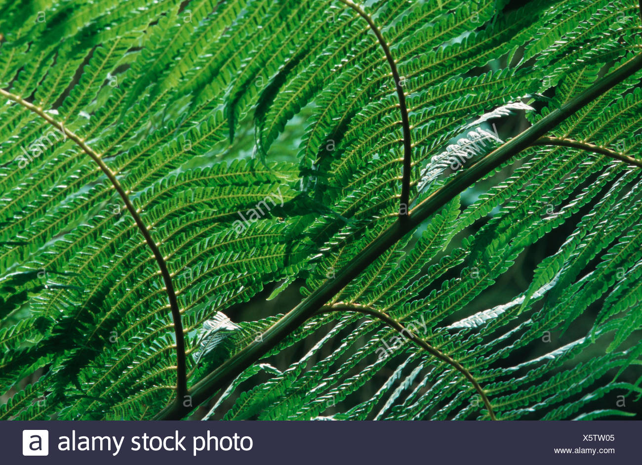 Australian Jungle Leaves High Resolution Stock Photography and Images ...