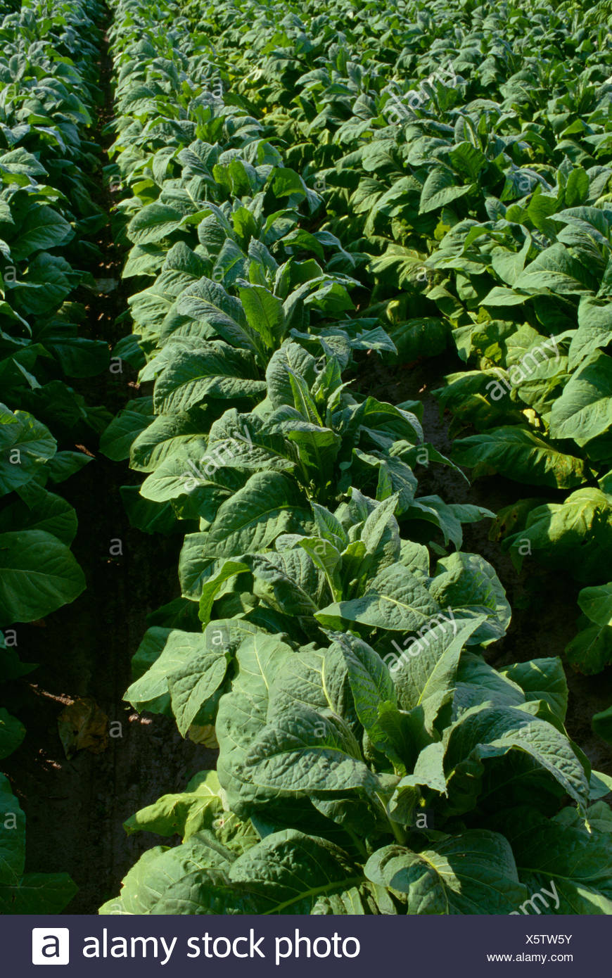 Flue Cured Stock Photos & Flue Cured Stock Images - Alamy