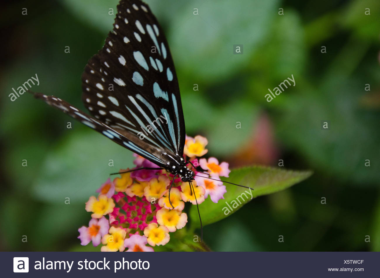 Insects Of Japan High Resolution Stock Photography and Images - Alamy